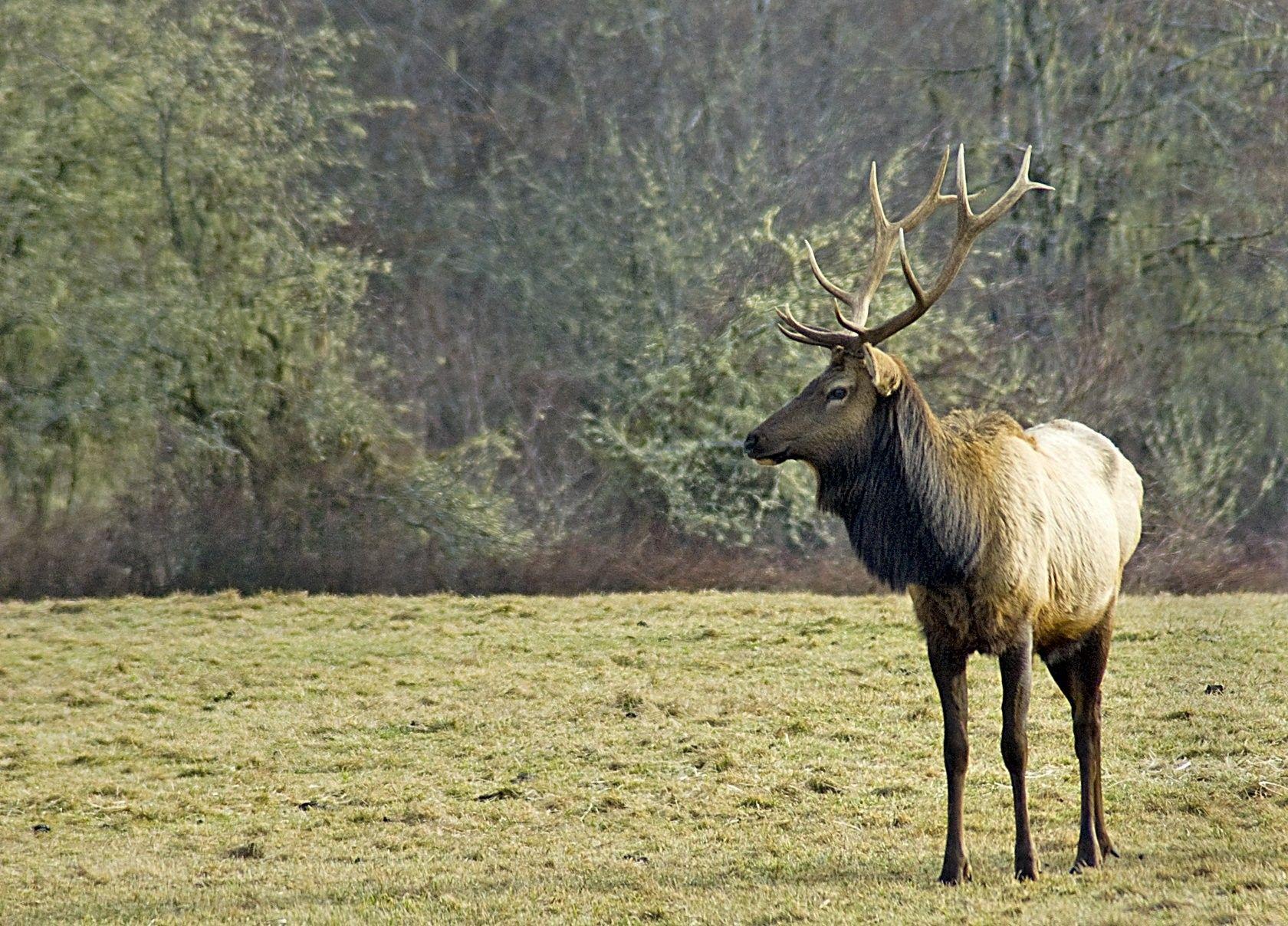 Bull Elk Wallpapers - Top Free Bull Elk Backgrounds - WallpaperAccess