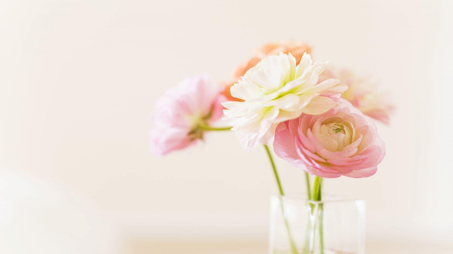 Peony Wallpapers - Top Free Peony Backgrounds - WallpaperAccess