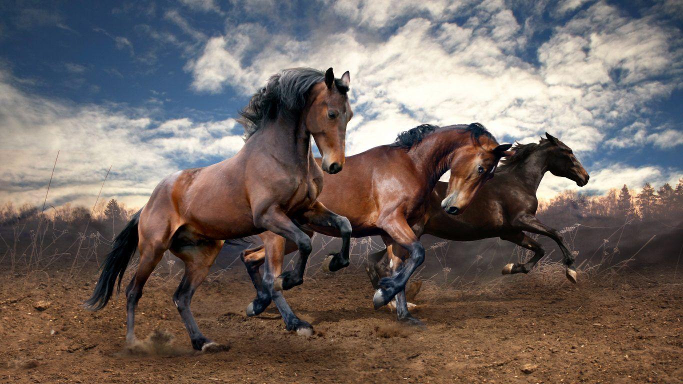 Turkish Horse Wallpapers - Top Free Turkish Horse Backgrounds ...