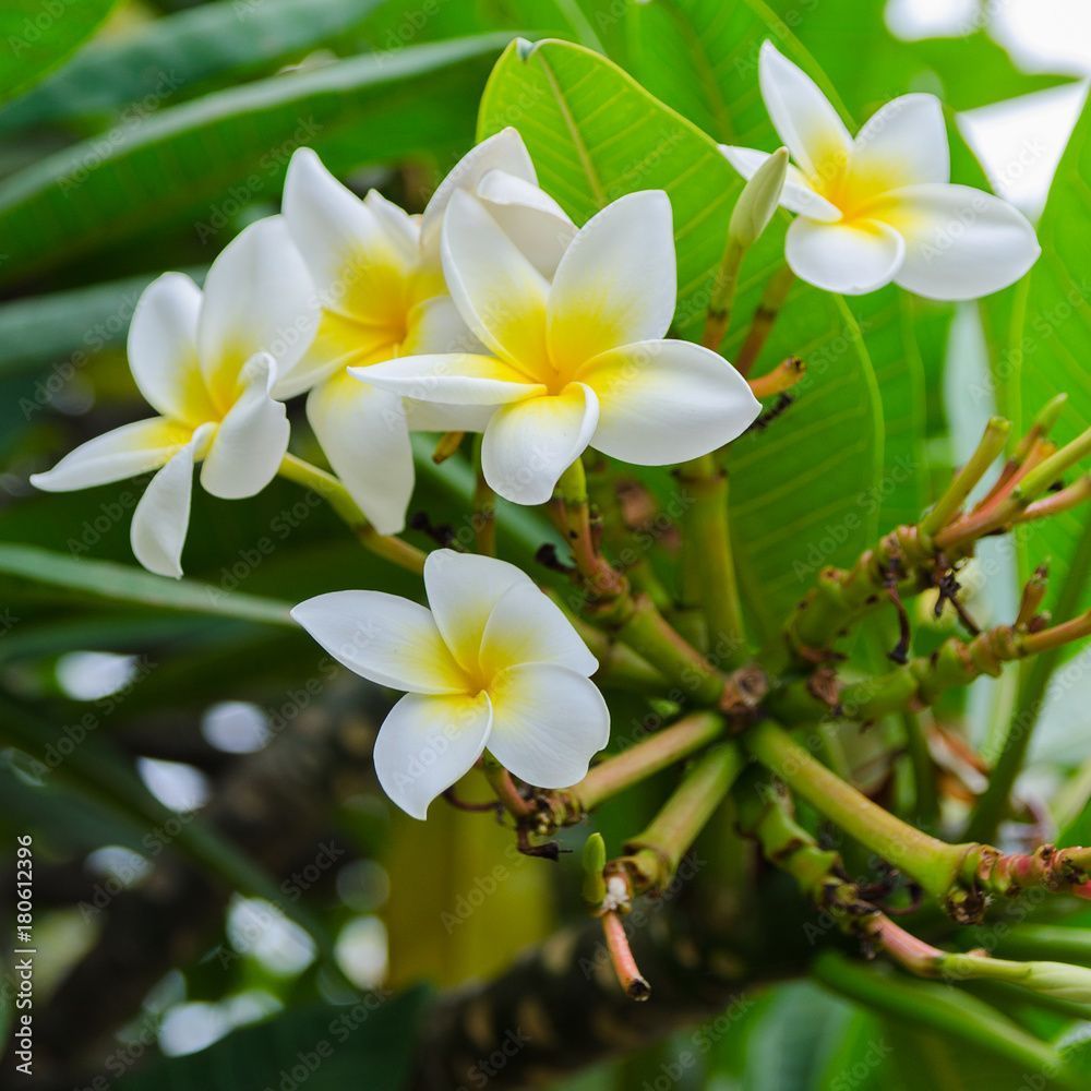 Spain Garden Wallpapers - Top Free Spain Garden Backgrounds ...