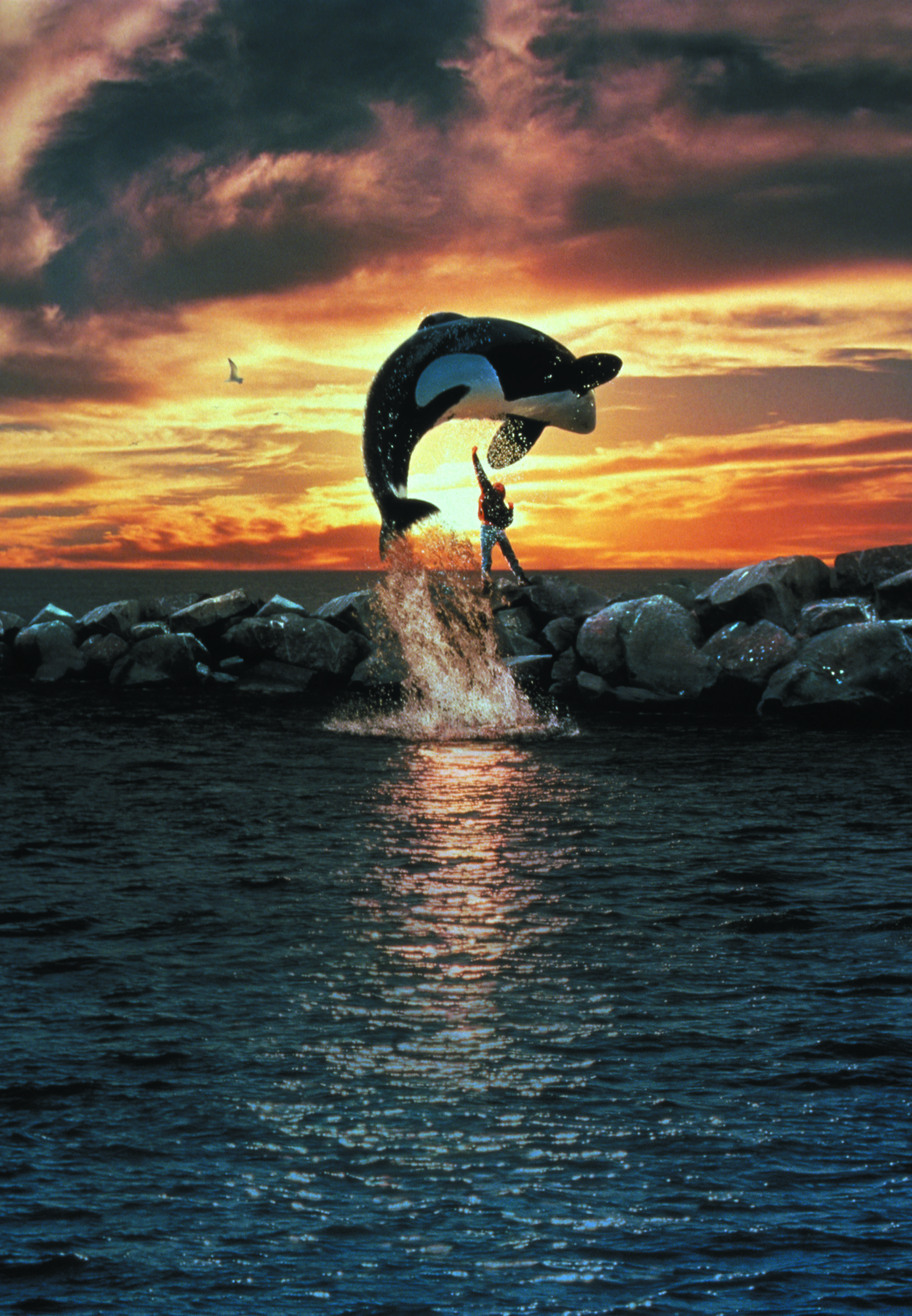 free Willy Wallpapers - Top Free free Willy Backgrounds - WallpaperAccess