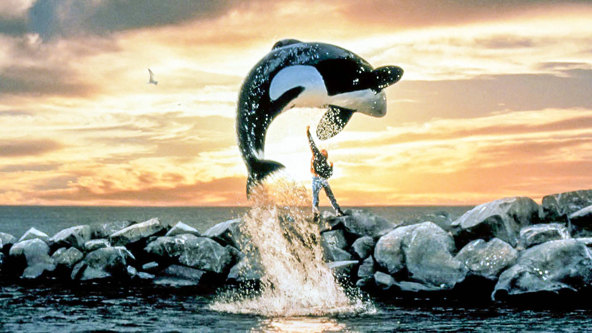 free Willy Wallpapers - Top Free free Willy Backgrounds - WallpaperAccess
