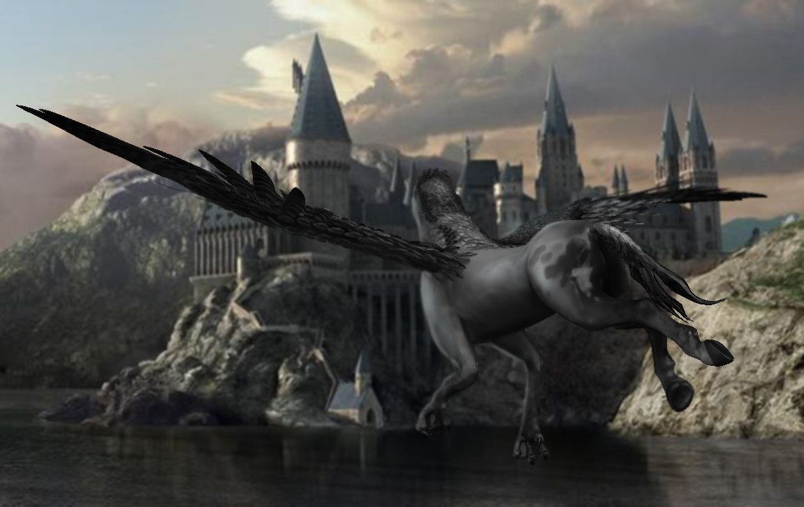 Buckbeak Wallpapers - Top Free Buckbeak Backgrounds - WallpaperAccess