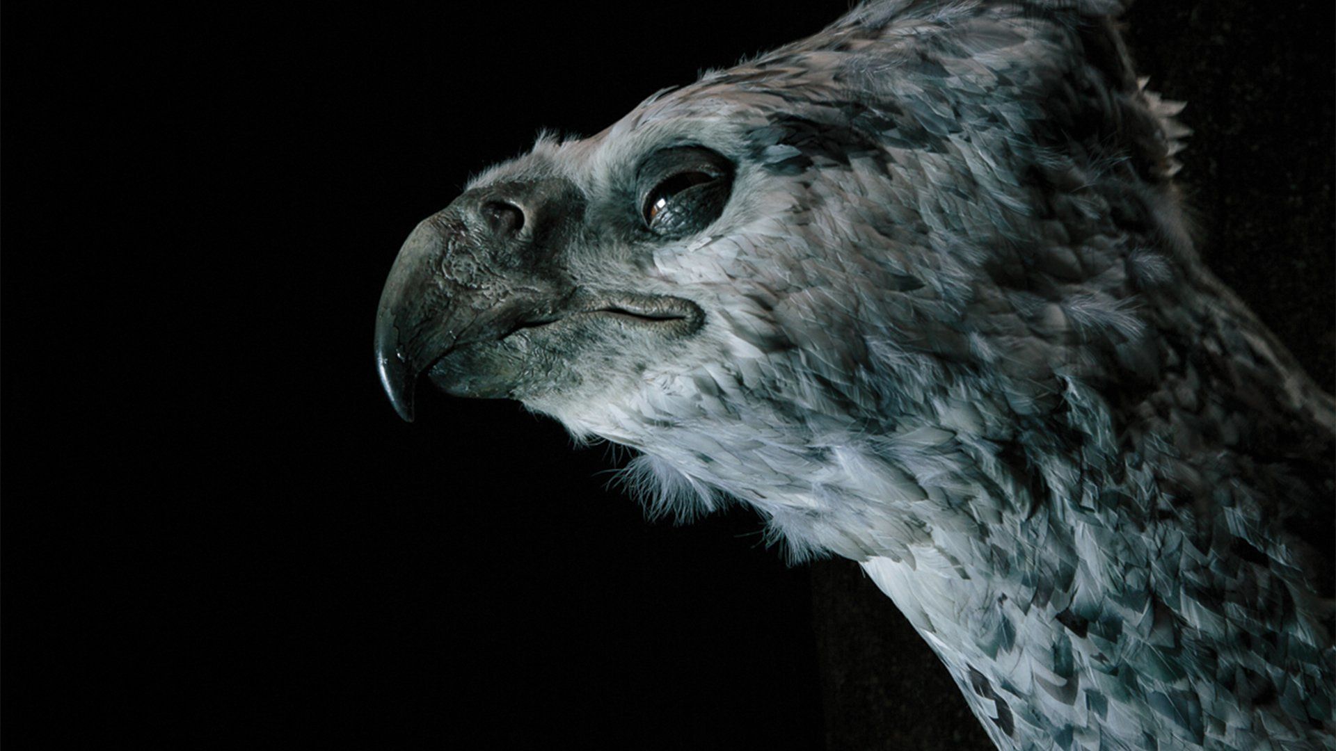 Buckbeak Wallpapers - Top Free Buckbeak Backgrounds - WallpaperAccess