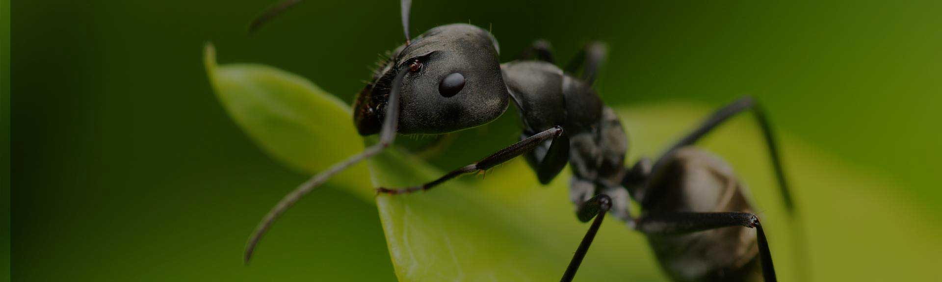 Pest Control Wallpapers - Top Free Pest Control Backgrounds ...