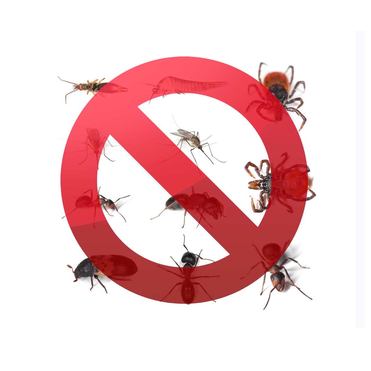 Pest Control Wallpapers - Top Free Pest Control Backgrounds ...