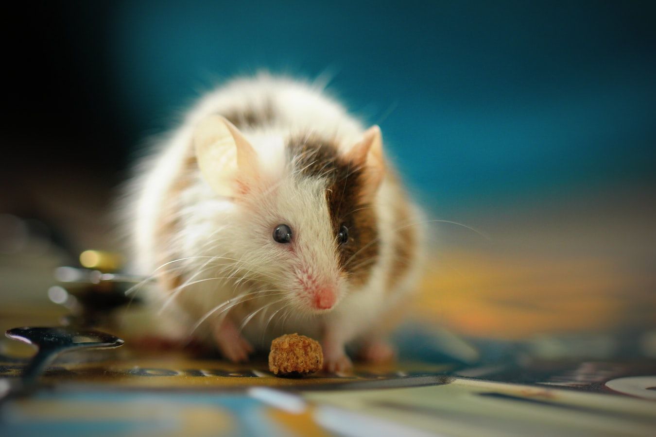 Pest Control Wallpapers - Top Free Pest Control Backgrounds ...