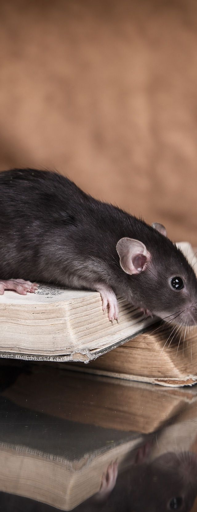 Pest Control Wallpapers - Top Free Pest Control Backgrounds ...