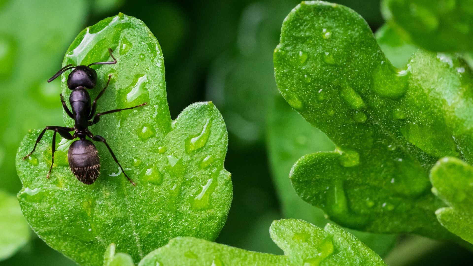 Pest Control Wallpapers - Top Free Pest Control Backgrounds ...
