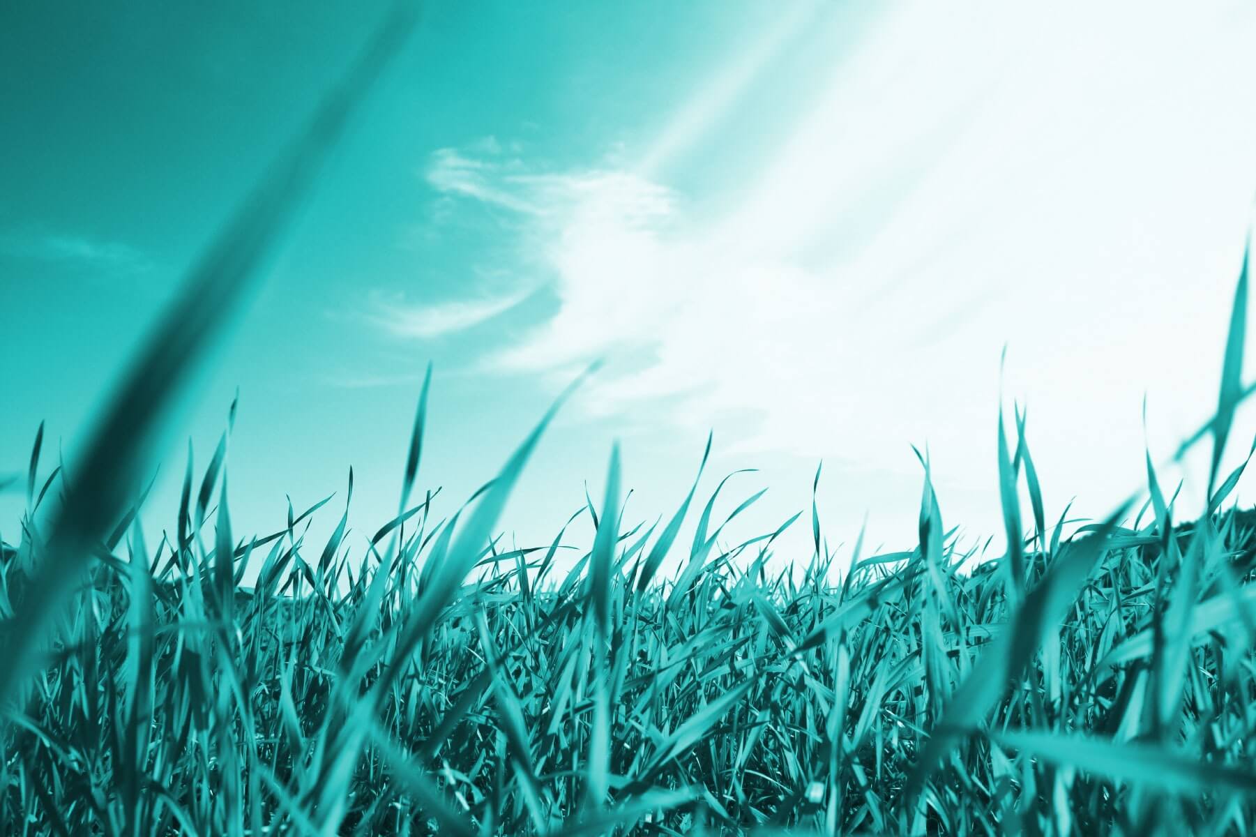 Pest Control Wallpapers - Top Free Pest Control Backgrounds ...