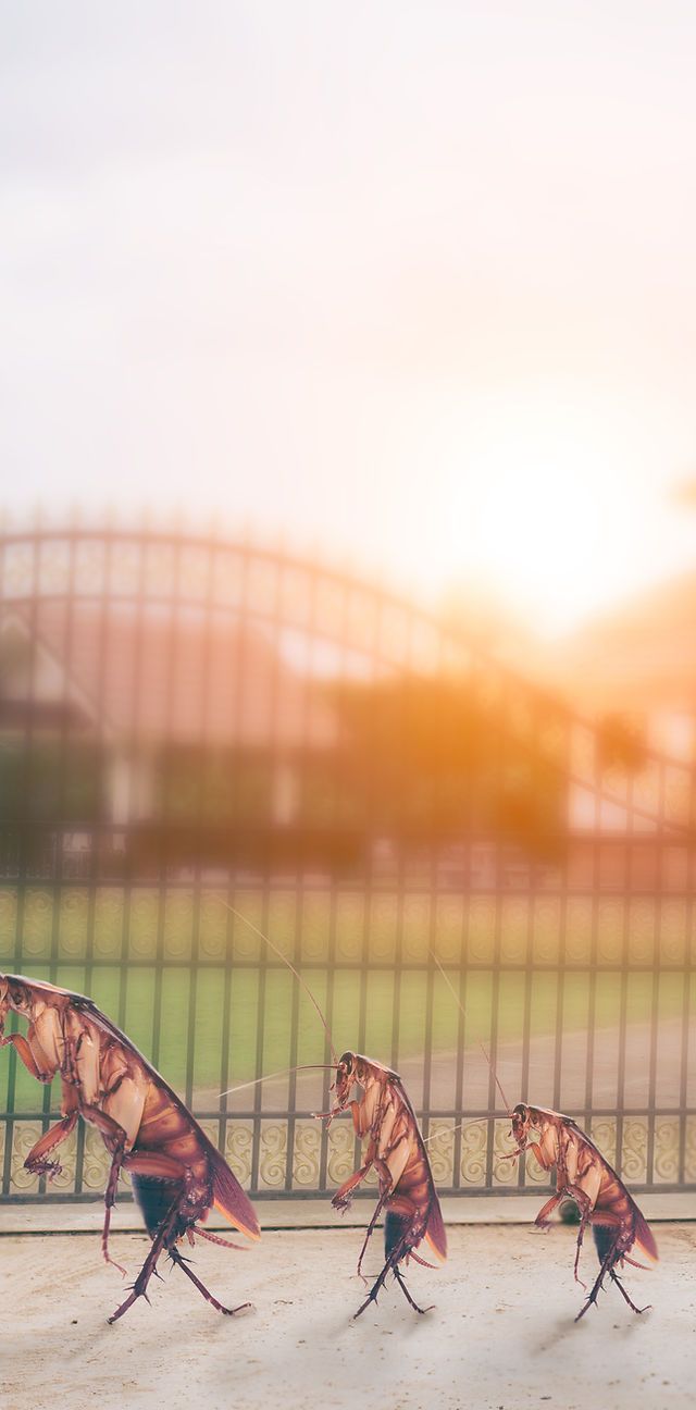 Pest Control Wallpapers - Top Free Pest Control Backgrounds ...