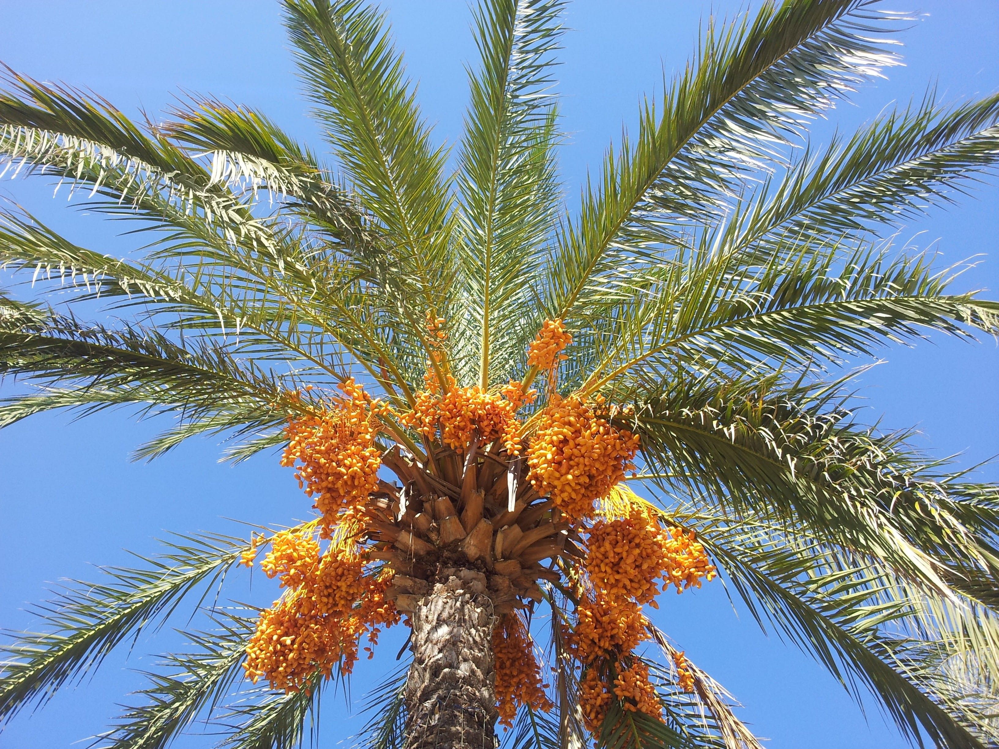 Date Palm Wallpapers - Top Free Date Palm Backgrounds - WallpaperAccess