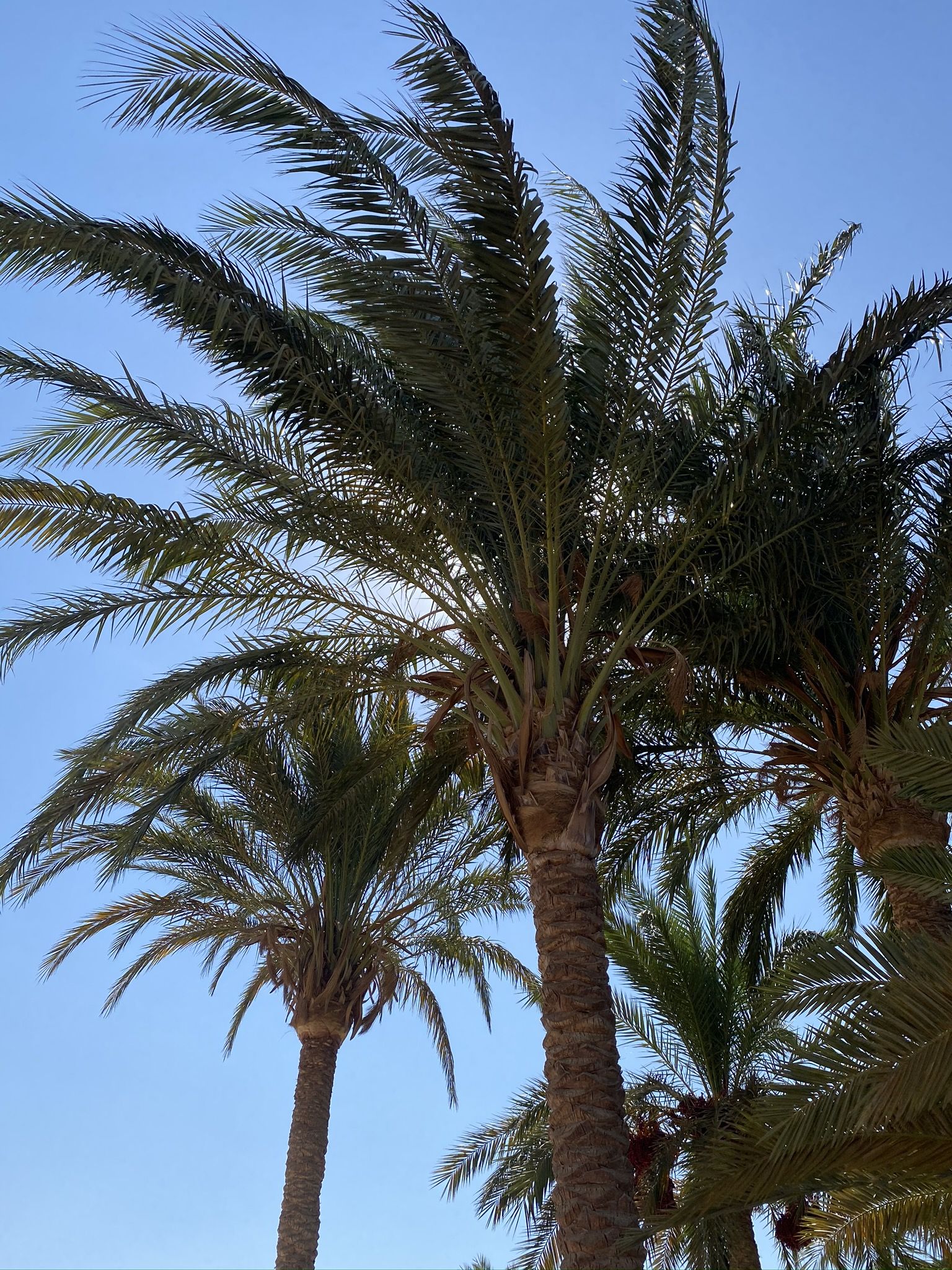 Date Palm Wallpapers - Top Free Date Palm Backgrounds - WallpaperAccess