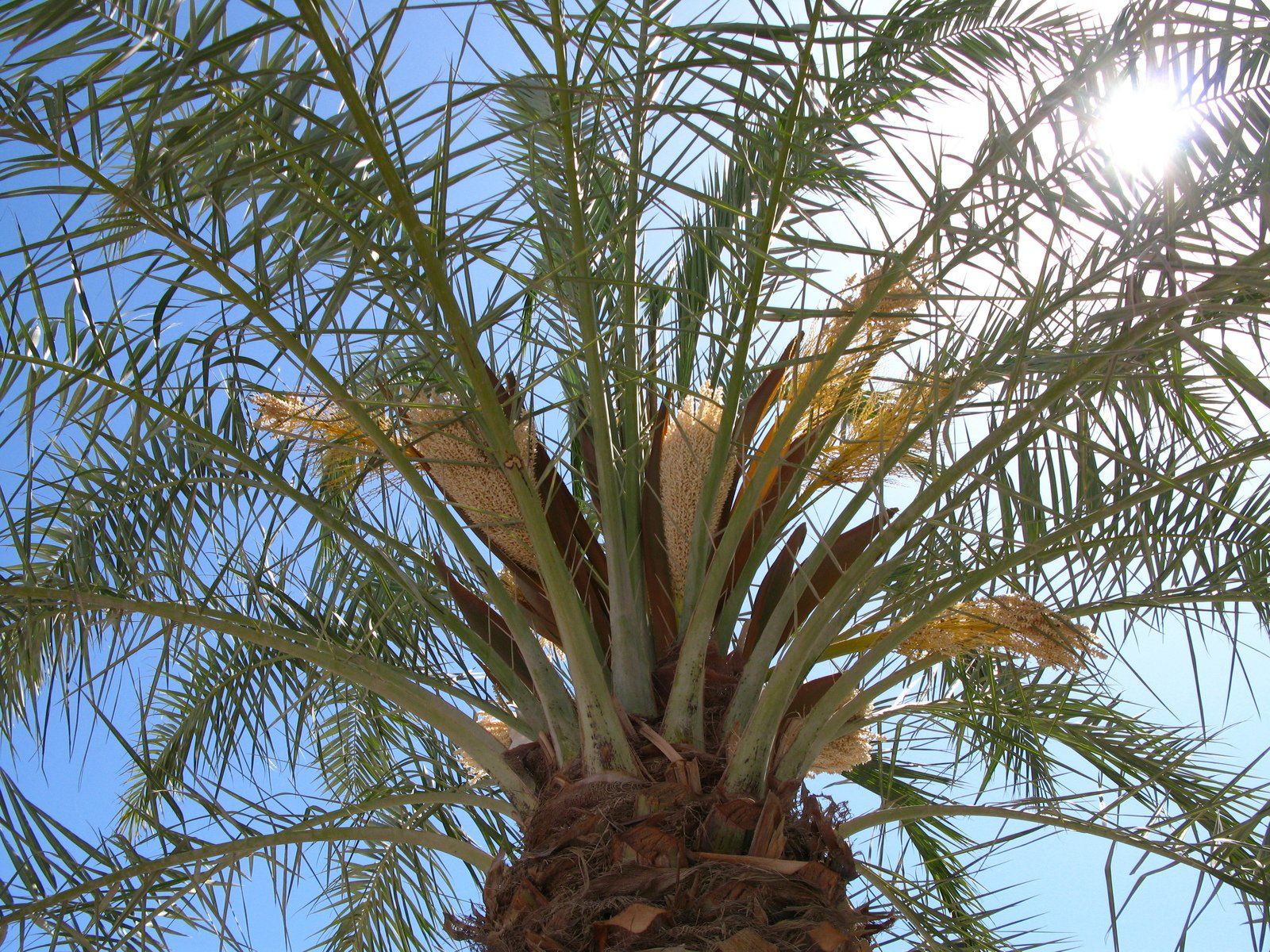 Date Palm Wallpapers - Top Free Date Palm Backgrounds - WallpaperAccess