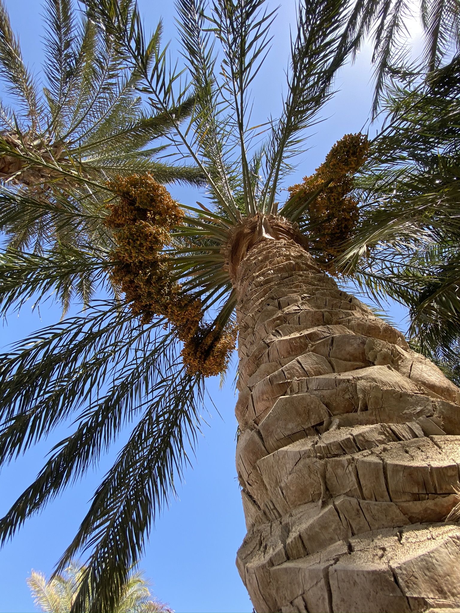 Date Palm Wallpapers - Top Free Date Palm Backgrounds - WallpaperAccess