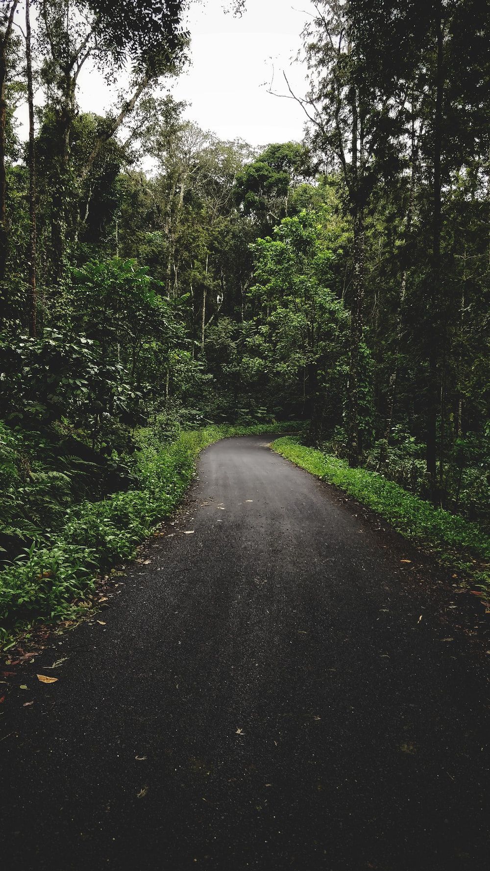 Indian Forest Wallpapers - Top Free Indian Forest Backgrounds ...