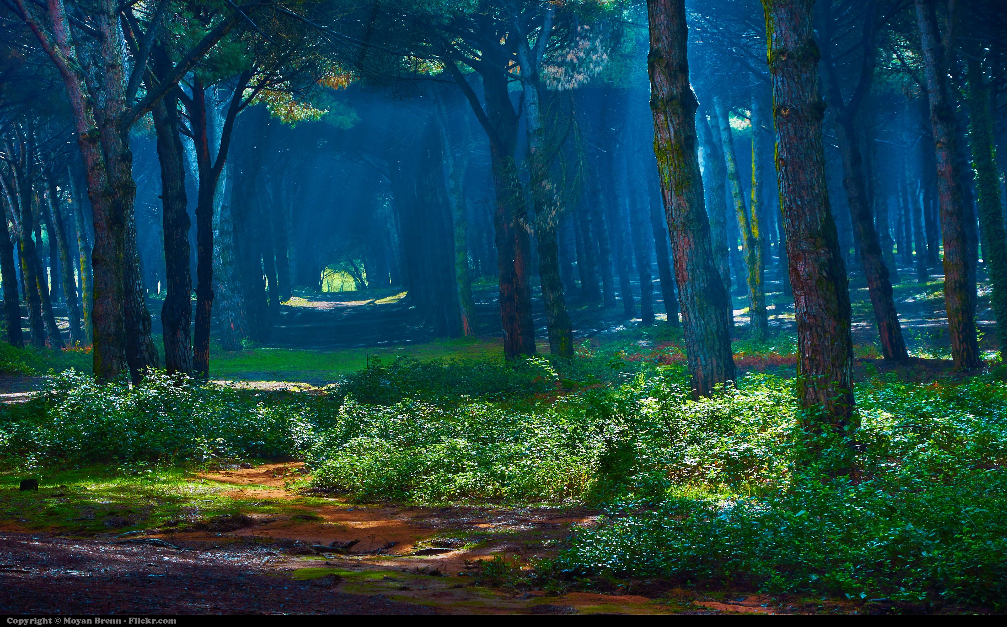 Indian Forest Wallpapers - Top Free Indian Forest Backgrounds ...