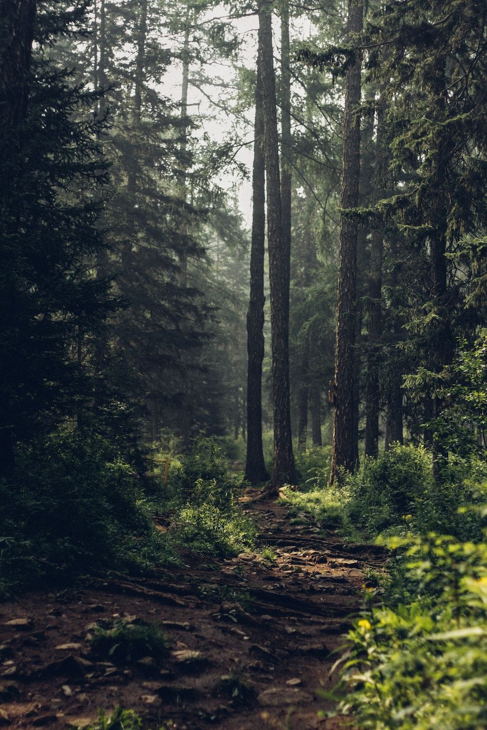 Indian Forest Wallpapers - Top Free Indian Forest Backgrounds ...