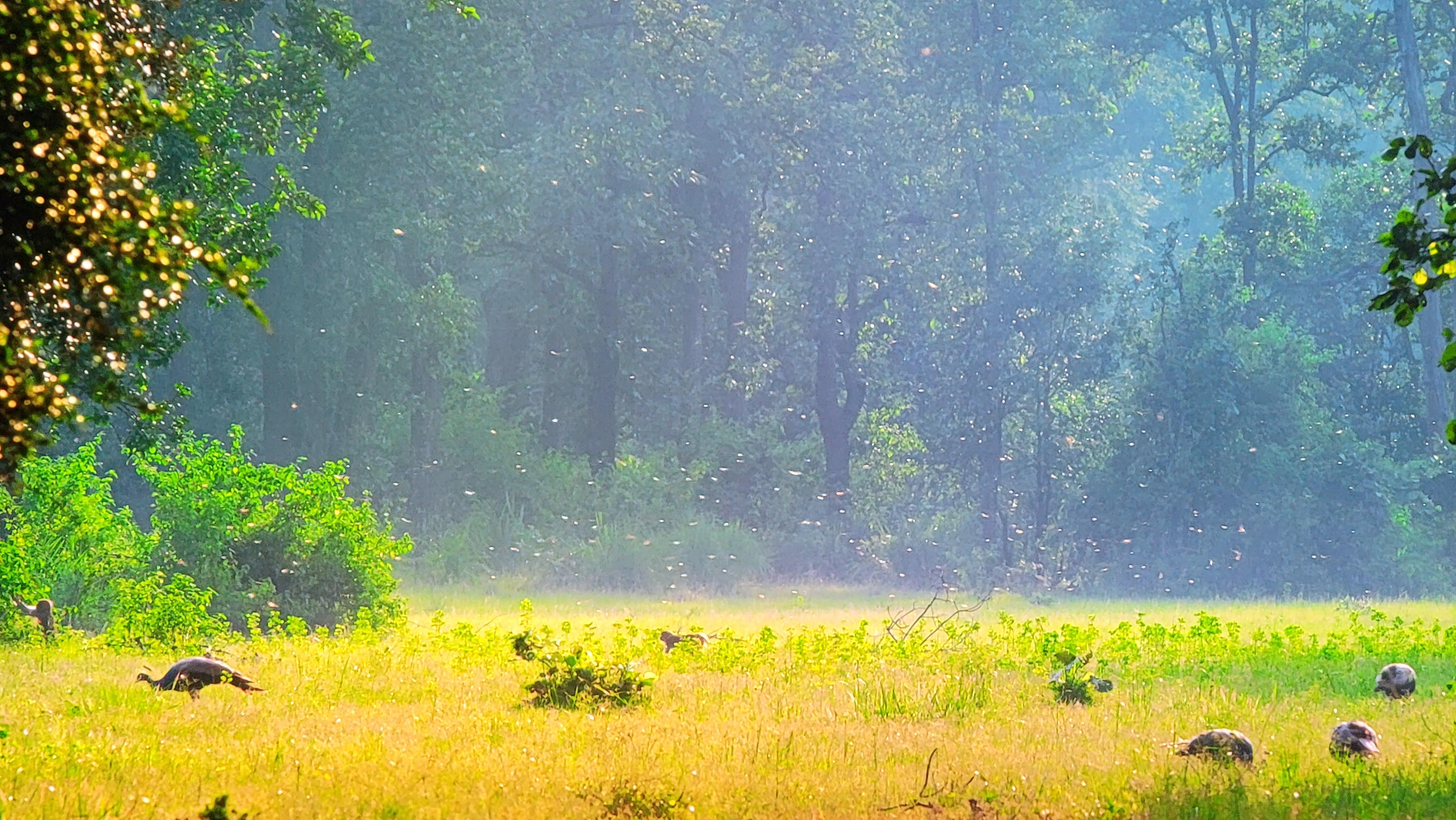 Indian Forest Wallpapers - Top Free Indian Forest Backgrounds ...