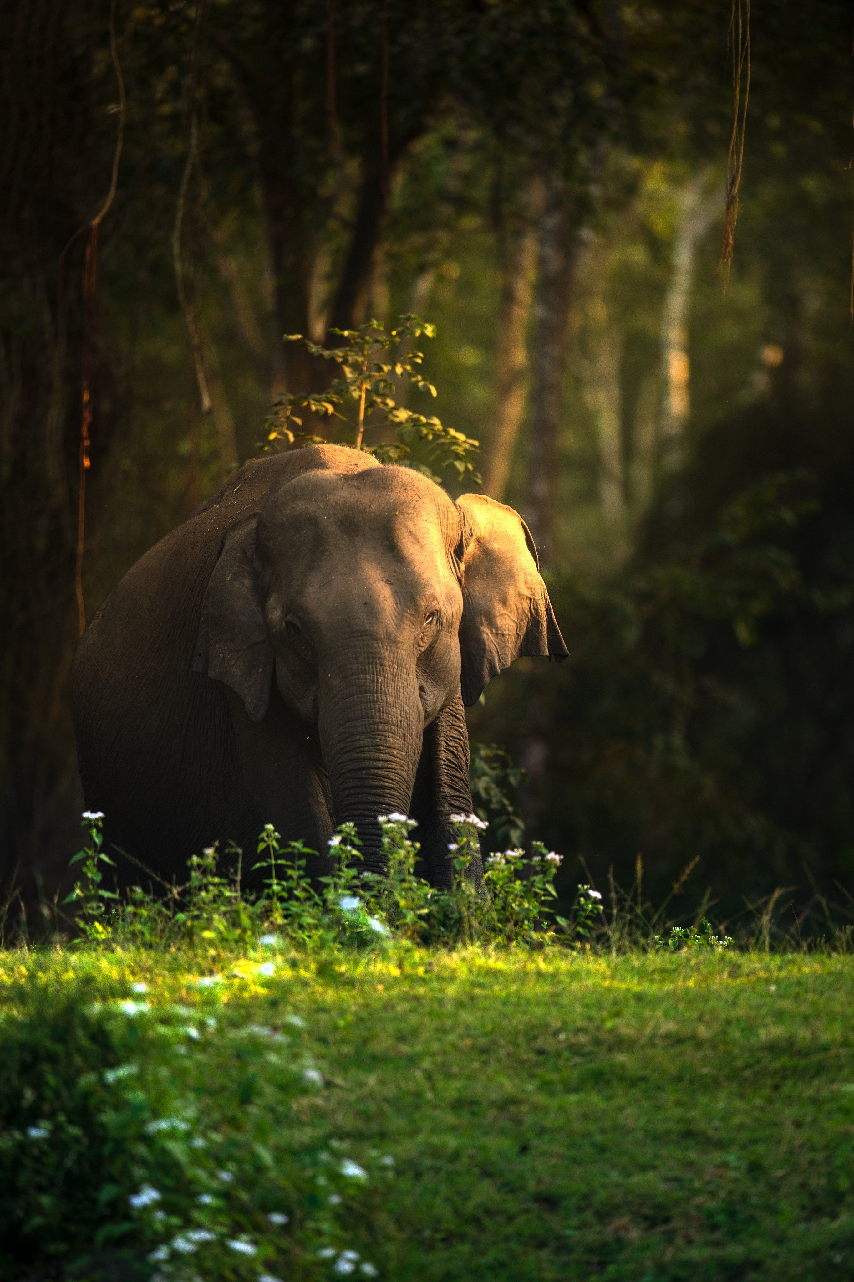 Indian Forest Wallpapers - Top Free Indian Forest Backgrounds ...