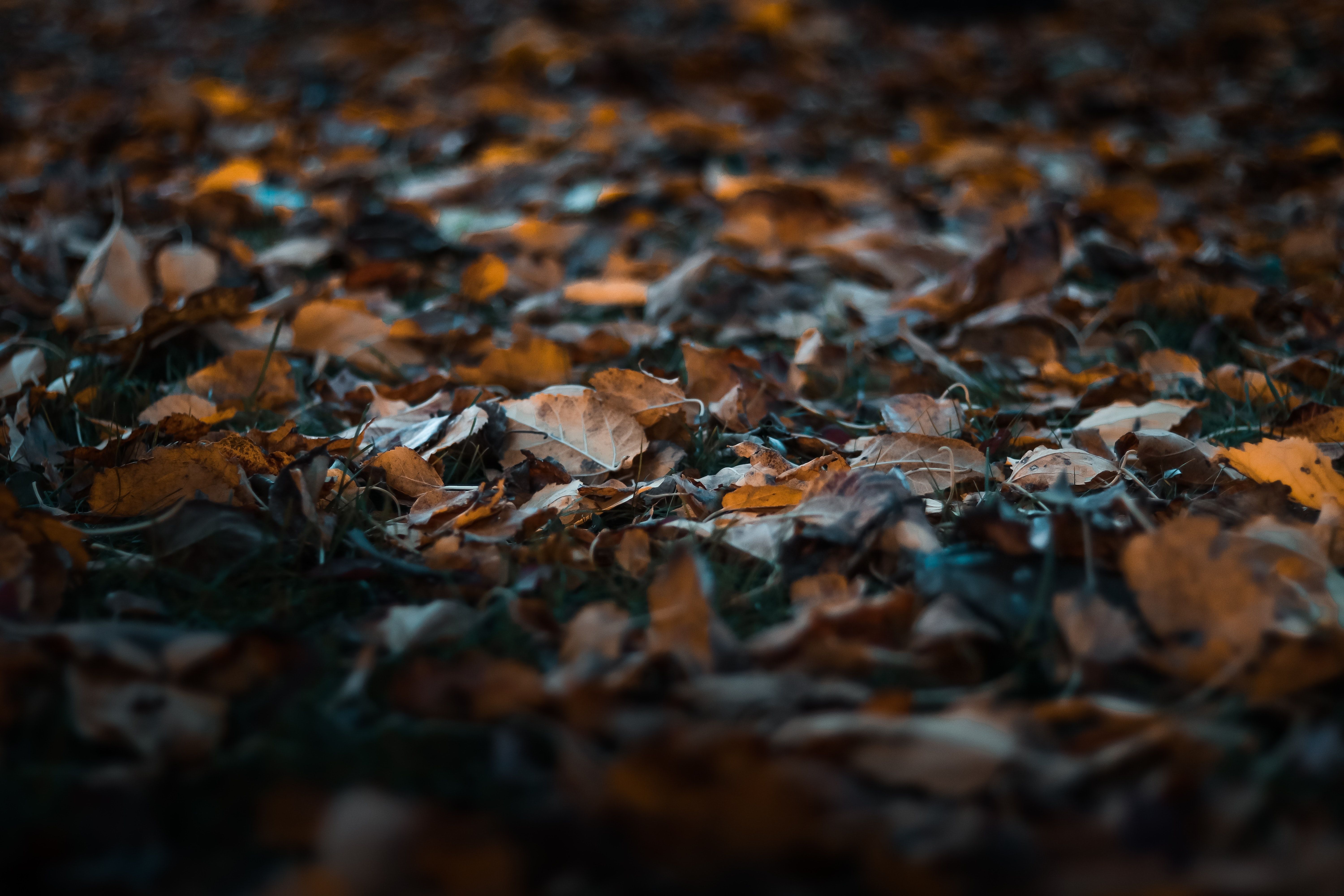Dry Leaves Wallpapers - Top Free Dry Leaves Backgrounds - WallpaperAccess
