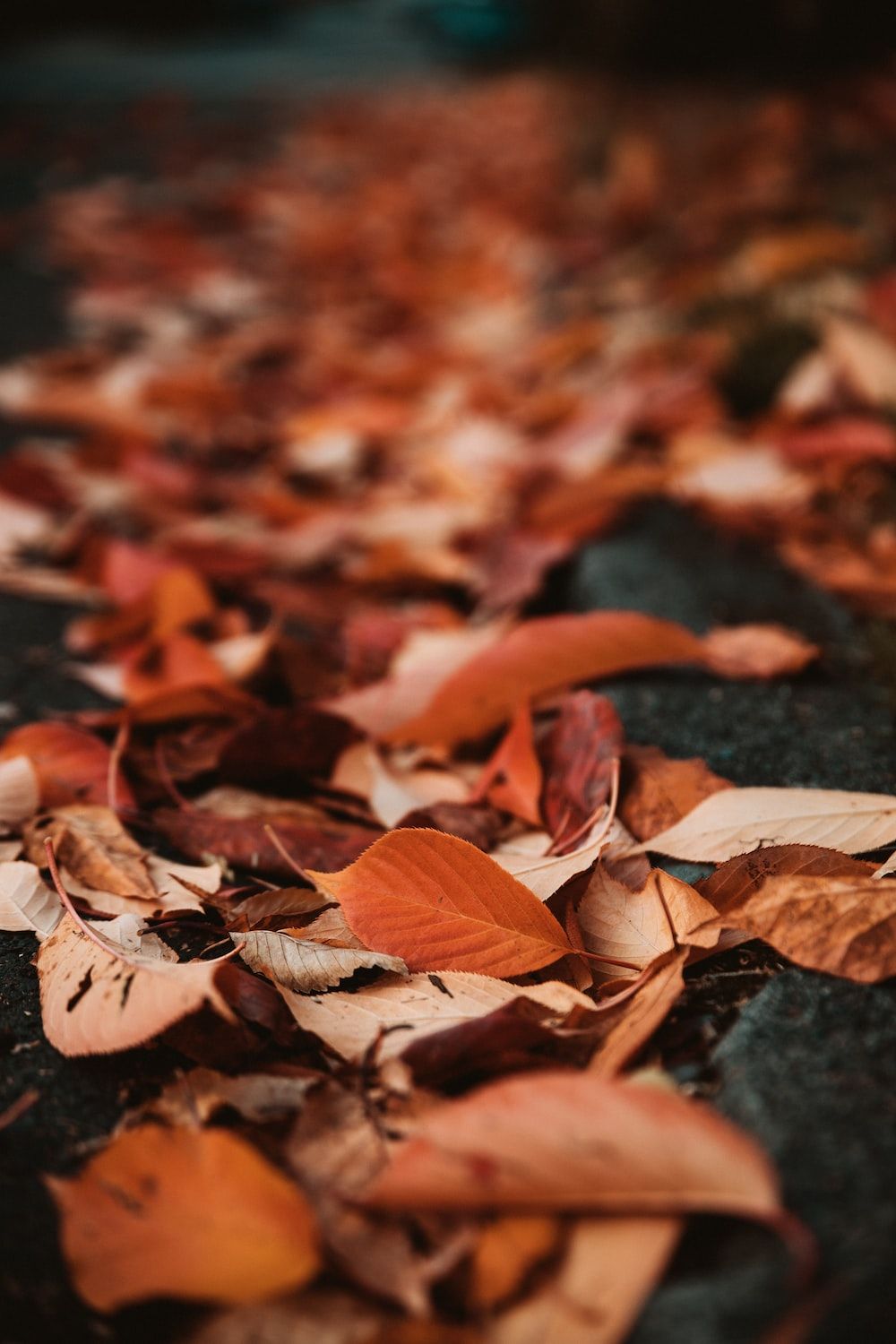 Dry Leaves Wallpapers - Top Free Dry Leaves Backgrounds - WallpaperAccess