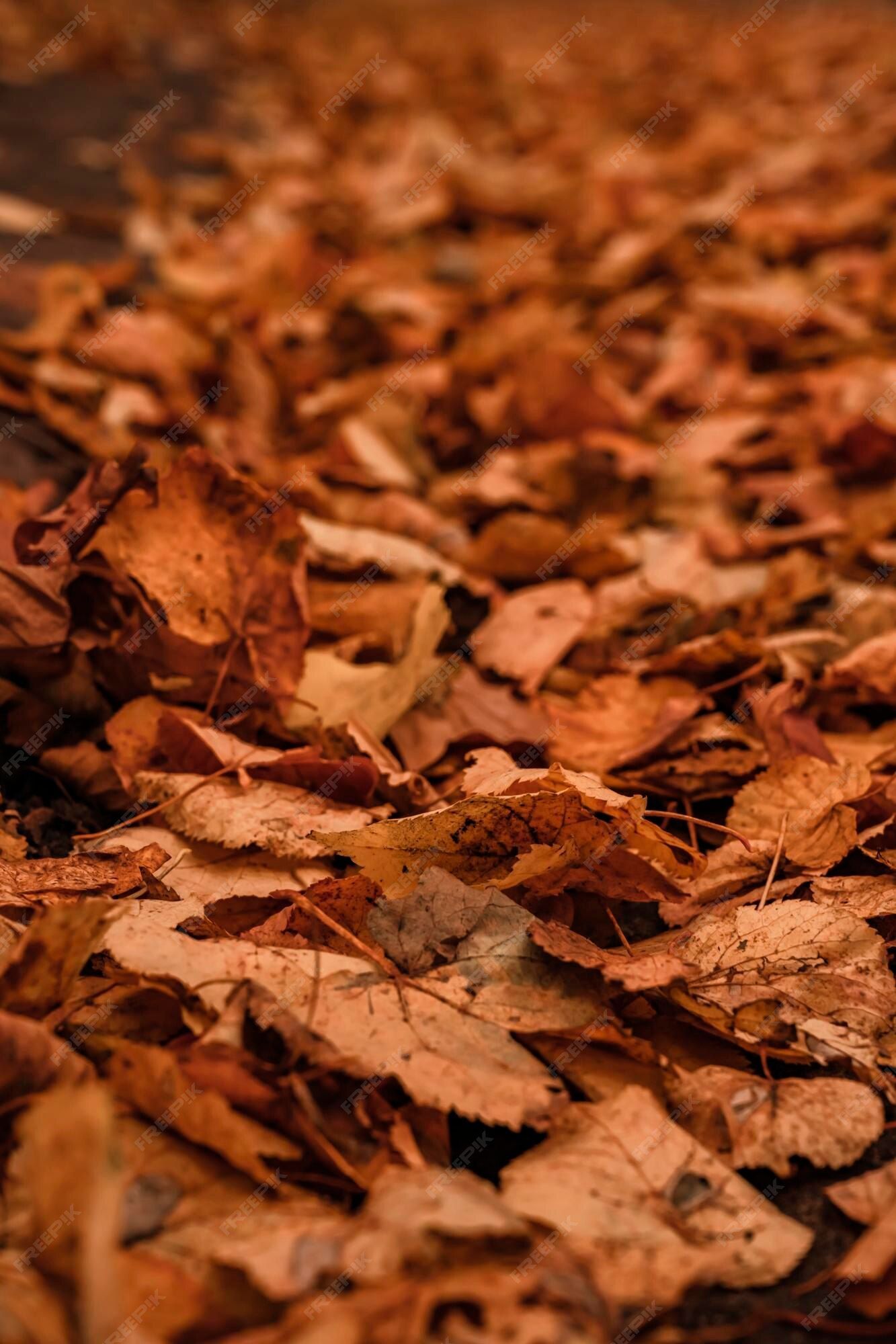 Dry Leaves Wallpapers - Top Free Dry Leaves Backgrounds - WallpaperAccess