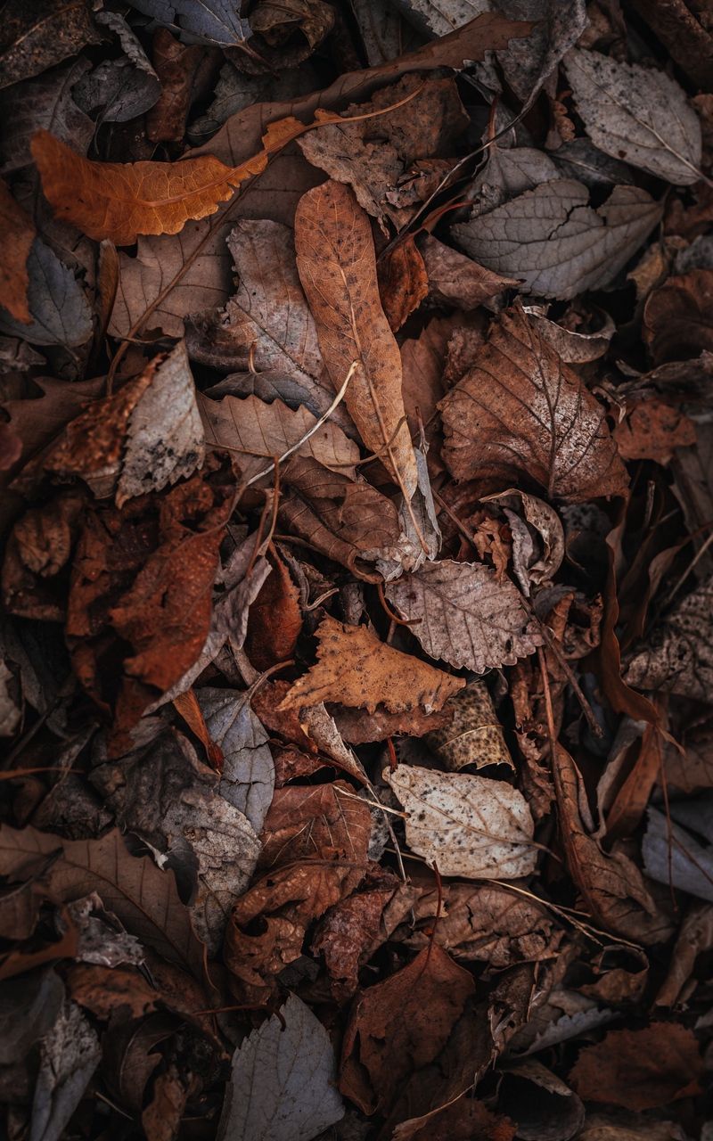 Dry Leaves Wallpapers - Top Free Dry Leaves Backgrounds - WallpaperAccess