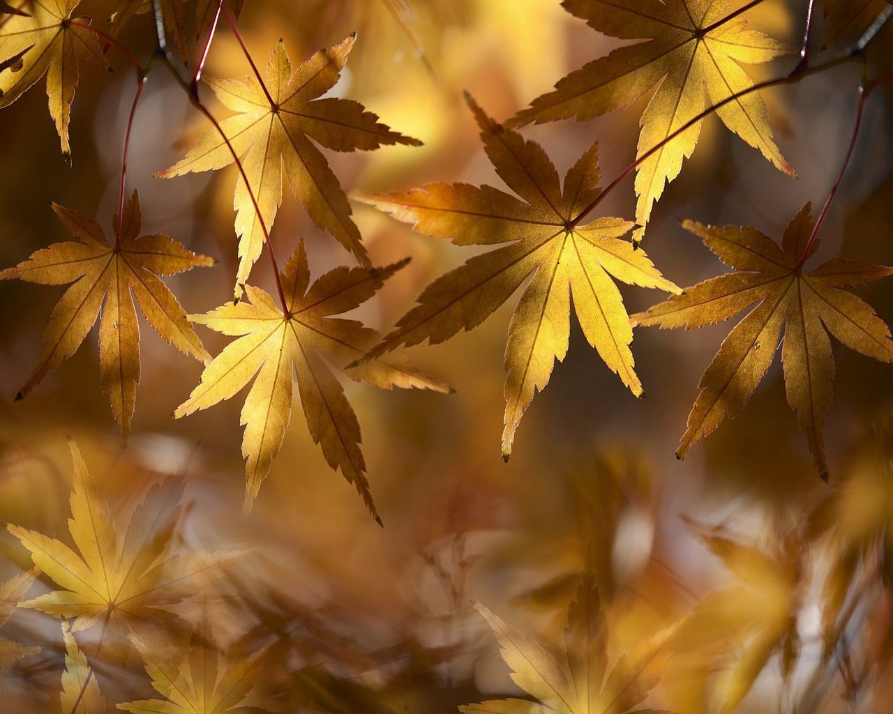 Dry Leaves Wallpapers - Top Free Dry Leaves Backgrounds - WallpaperAccess