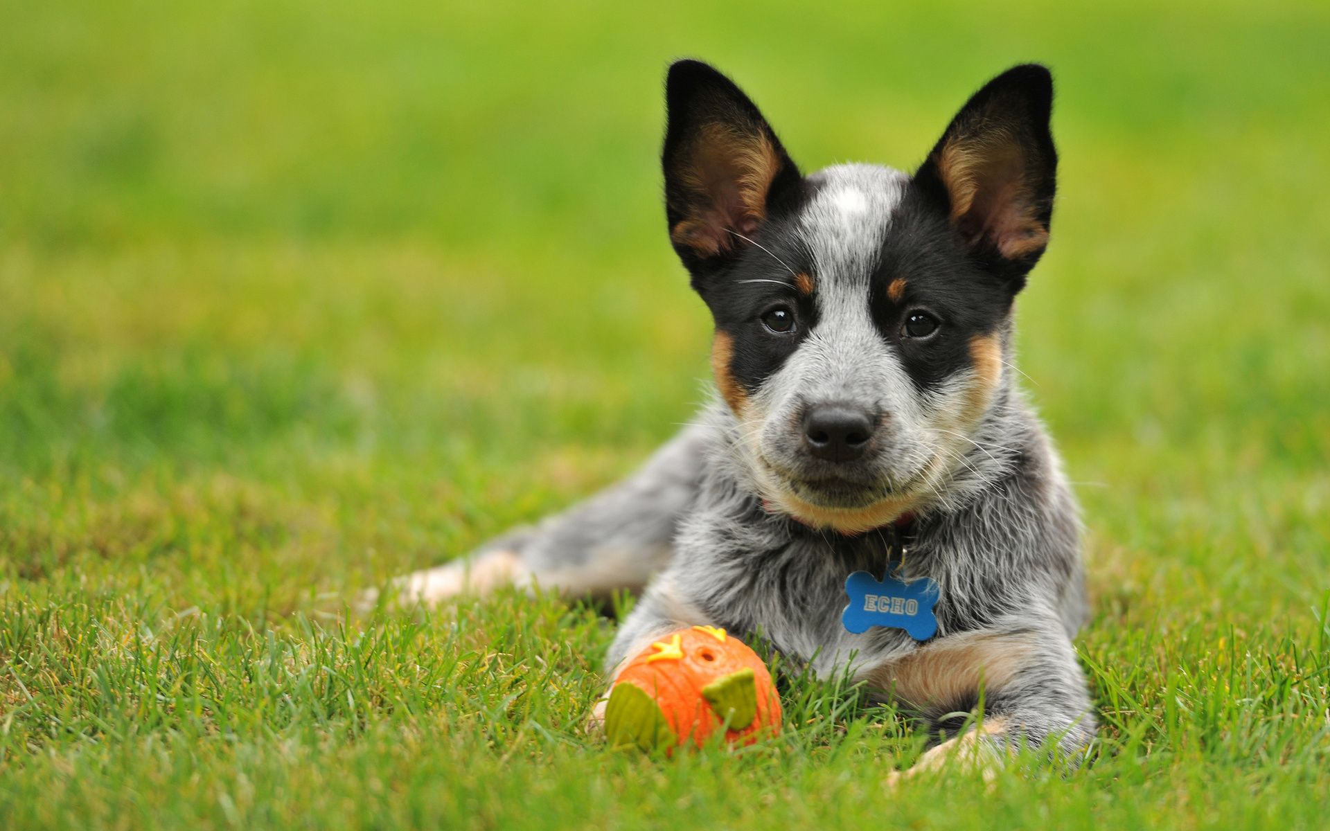 Blue Heeler Wallpapers - Top Free Blue Heeler Backgrounds - WallpaperAccess