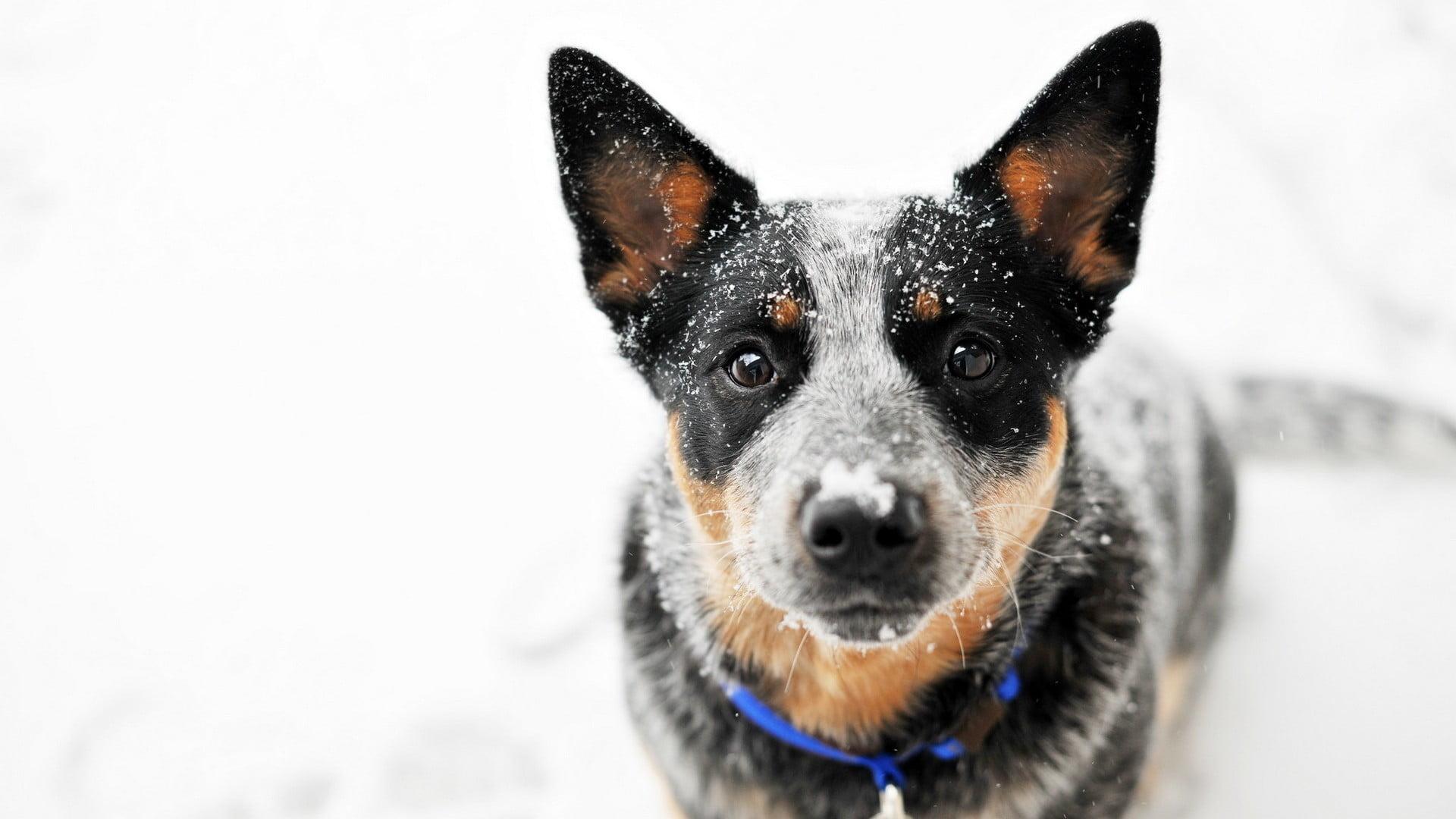 Blue Heeler Wallpapers - Top Free Blue Heeler Backgrounds - WallpaperAccess