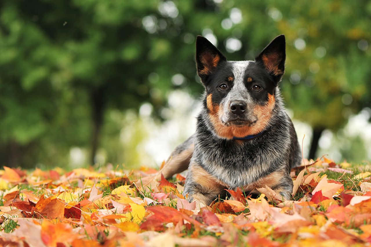 Australian Cattle Dog Wallpapers - Top Free Australian Cattle Dog ...