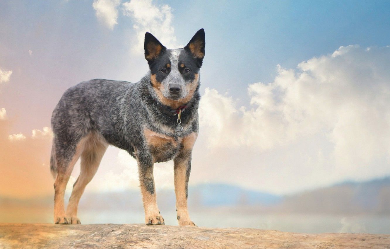 Blue Heeler Wallpapers - Top Free Blue Heeler Backgrounds - WallpaperAccess