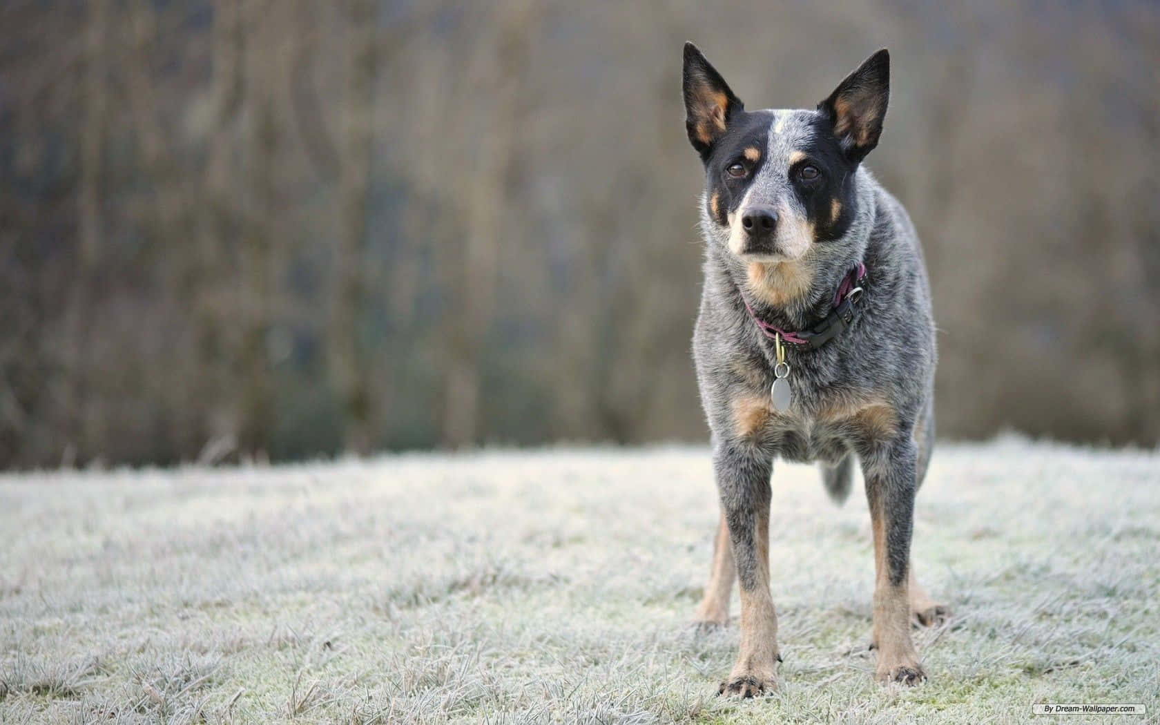Blue Heeler Wallpapers - Top Free Blue Heeler Backgrounds - WallpaperAccess