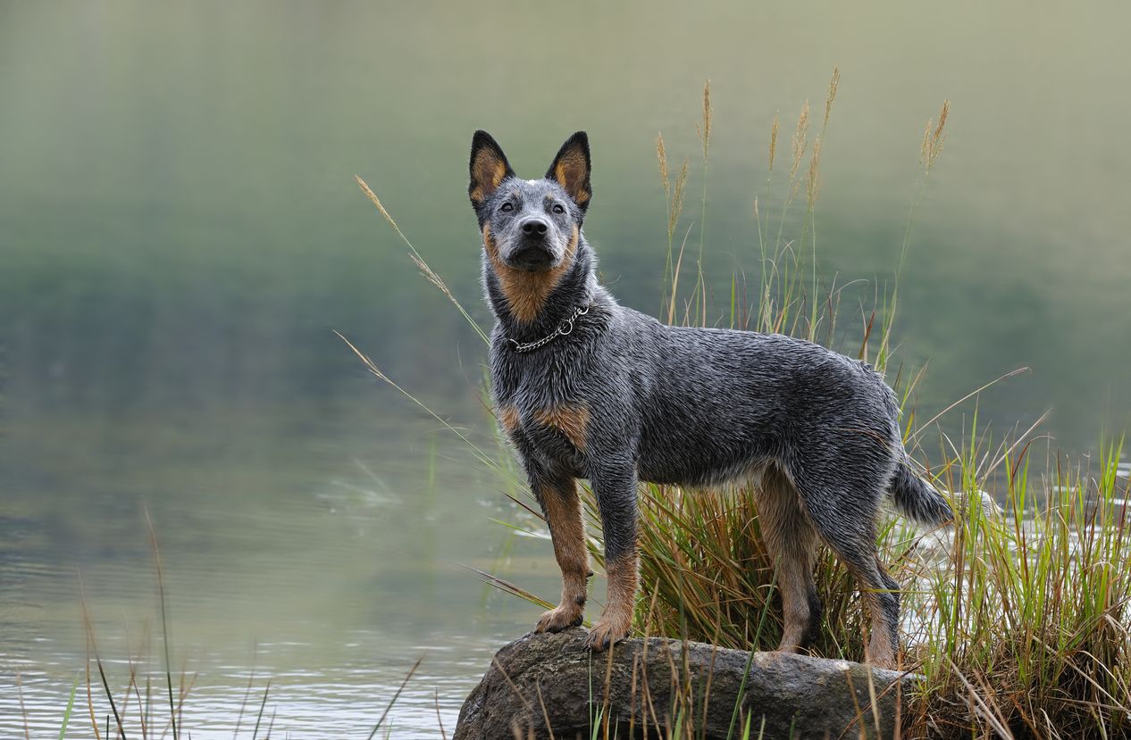 Blue Heeler Wallpapers - Top Free Blue Heeler Backgrounds - WallpaperAccess