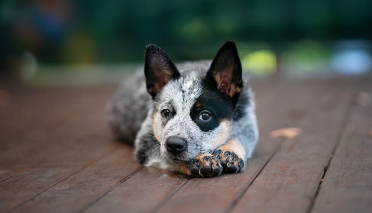 Australian Cattle Dog Wallpapers - Top Free Australian Cattle Dog ...