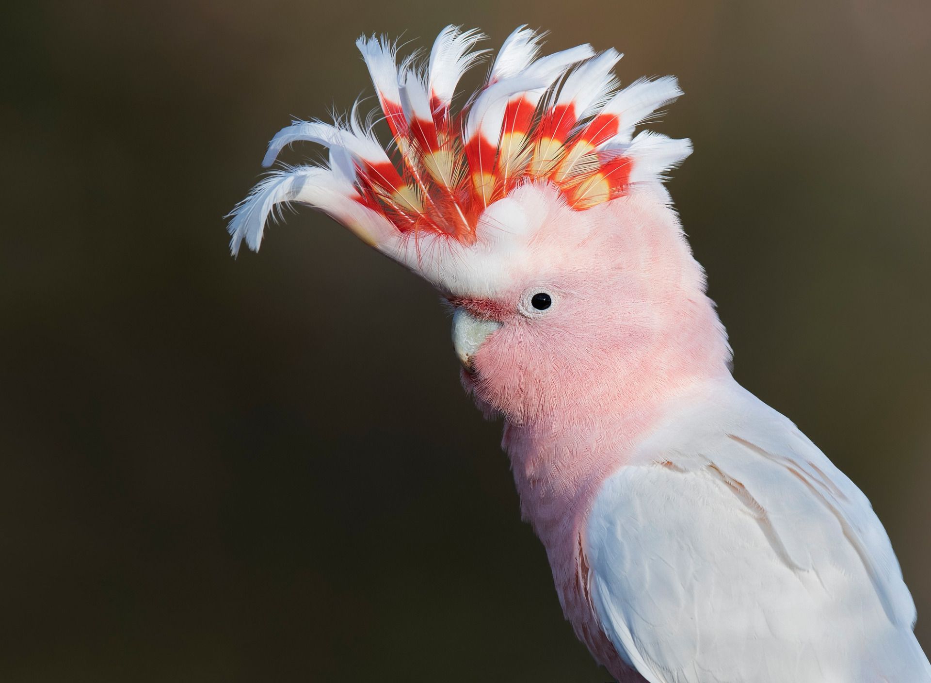 Kakadu National Park Wallpapers - Top Free Kakadu National Park ...