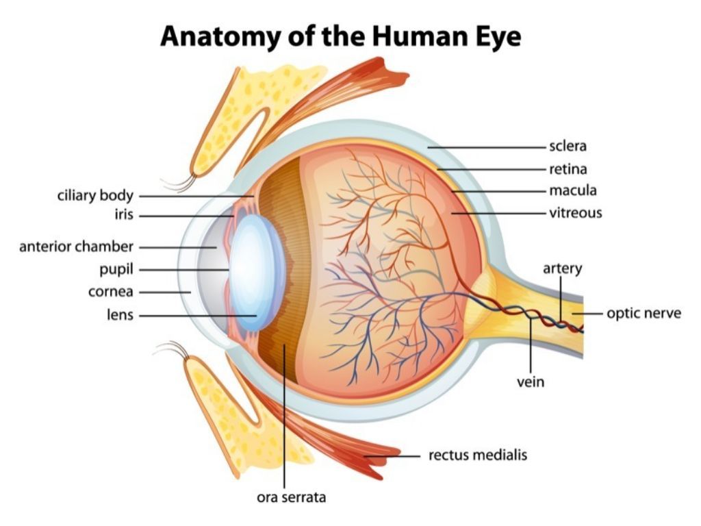 Eye Anatomy Wallpapers Top Free Eye Anatomy Backgrounds Wallpaperaccess