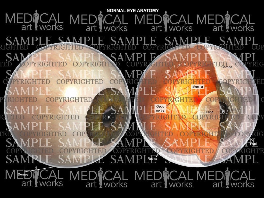 Eye Anatomy Wallpapers - Top Free Eye Anatomy Backgrounds - WallpaperAccess