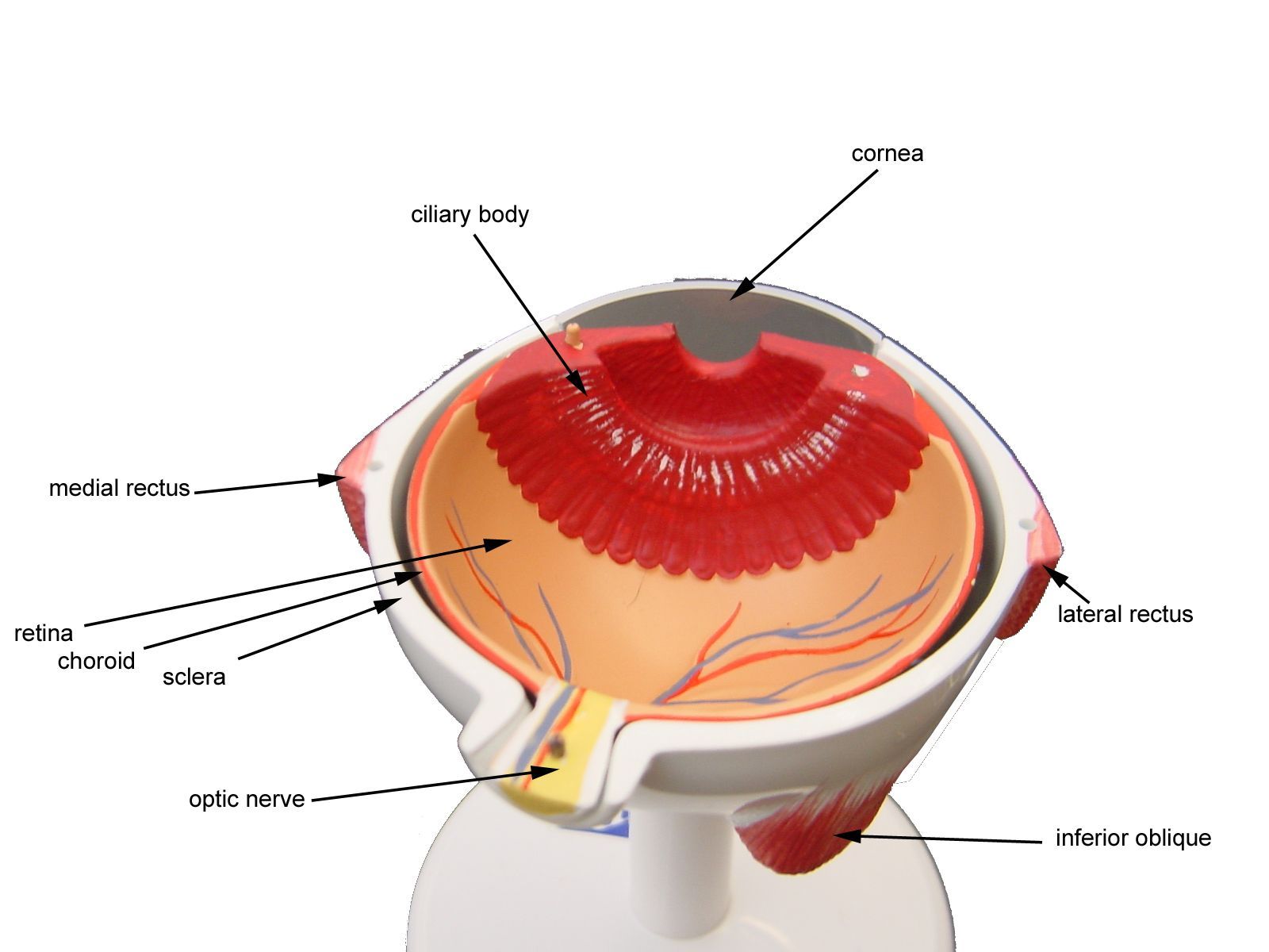 Eye Anatomy Wallpapers - Top Free Eye Anatomy Backgrounds - WallpaperAccess