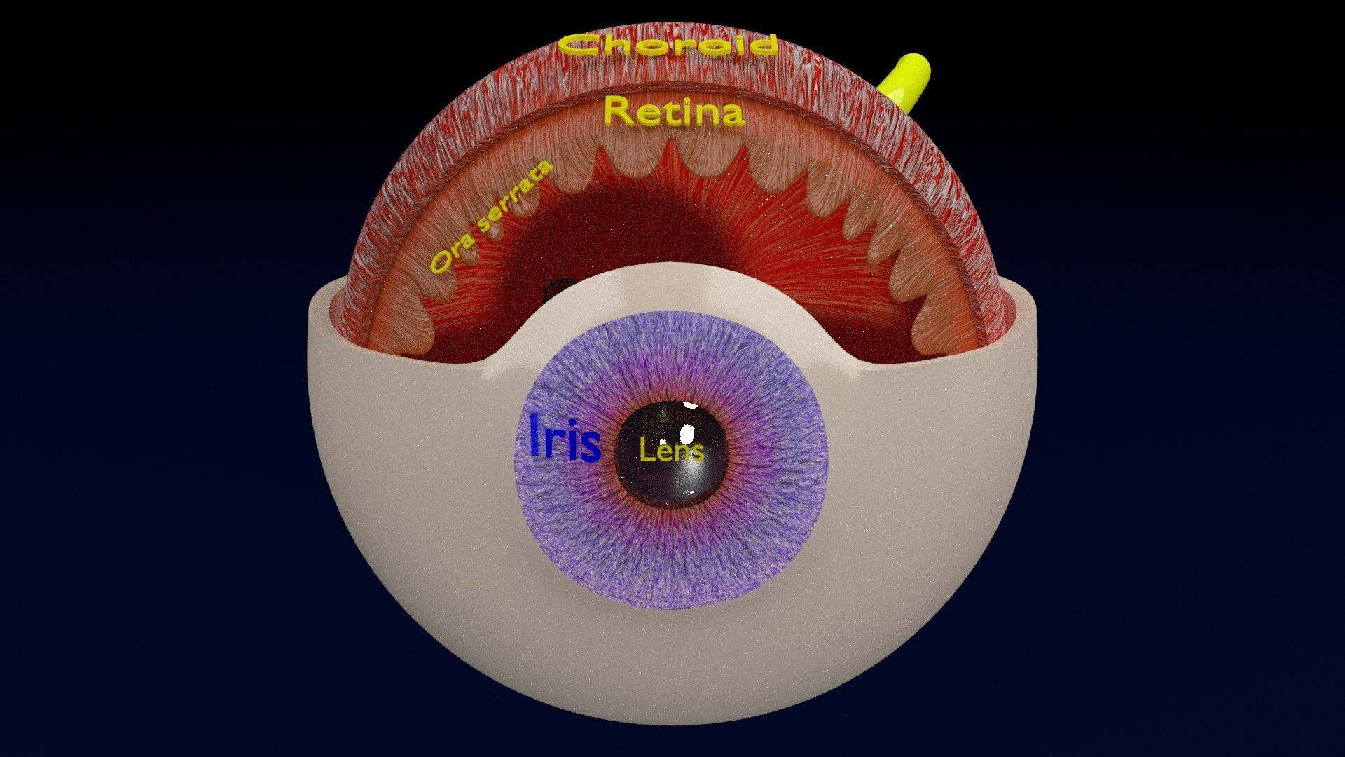 Eye Anatomy Wallpapers - Top Free Eye Anatomy Backgrounds - WallpaperAccess