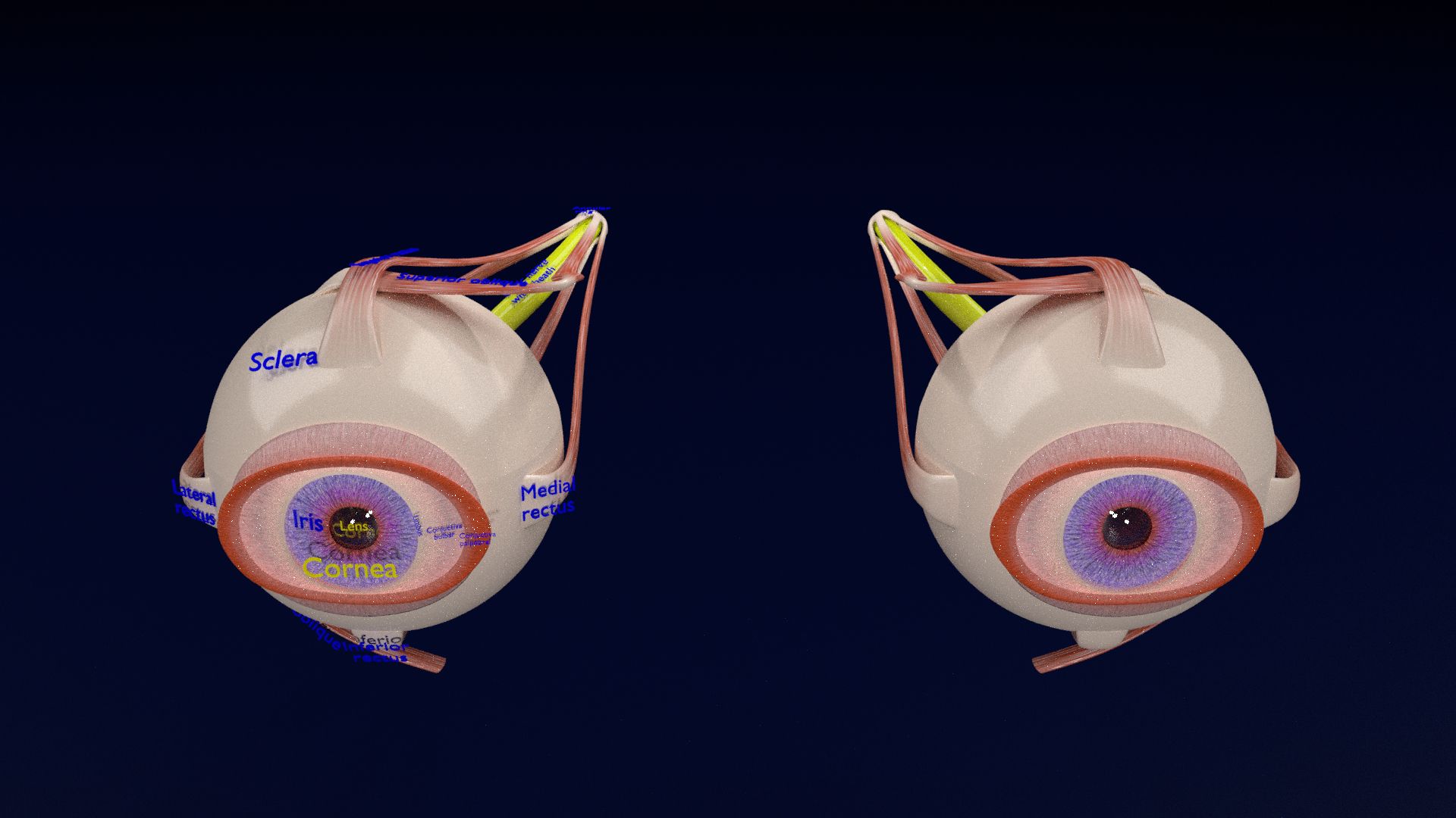 Eye Anatomy Wallpapers - Top Free Eye Anatomy Backgrounds - WallpaperAccess