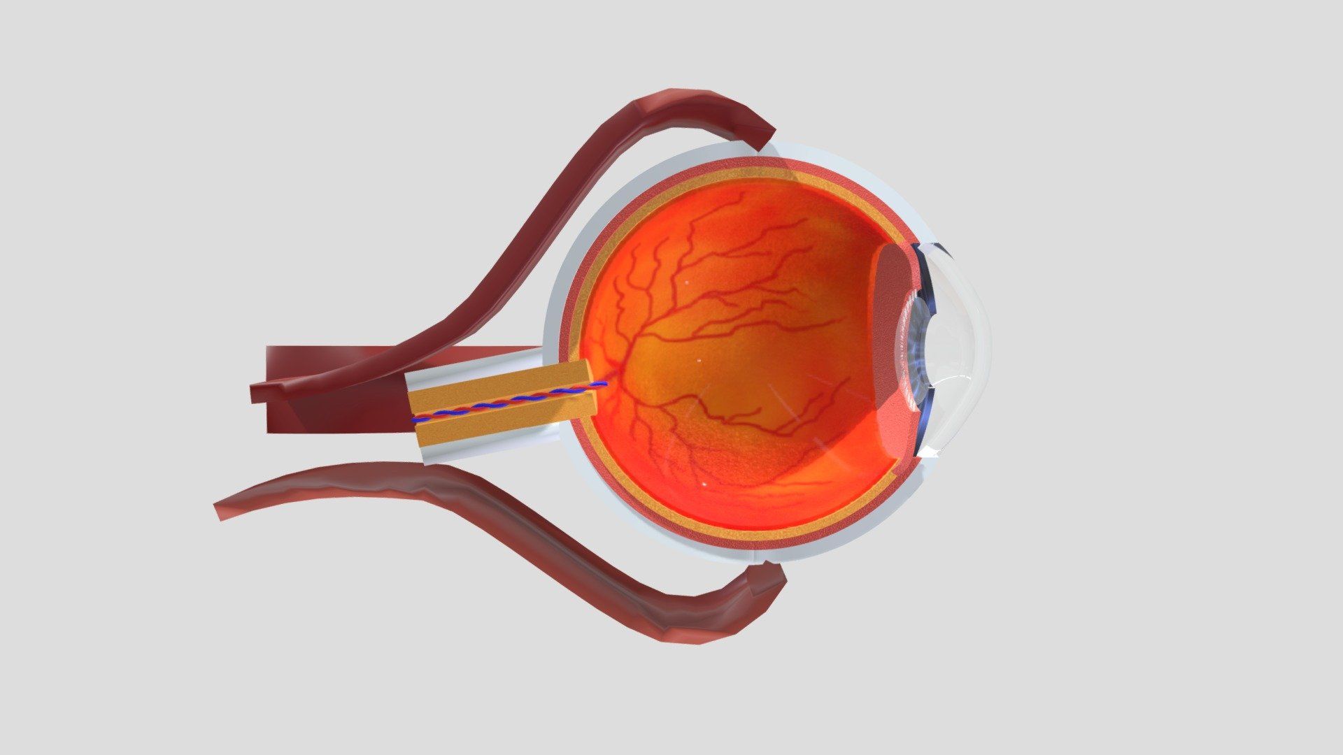 Eye Anatomy Wallpapers - Top Free Eye Anatomy Backgrounds - WallpaperAccess