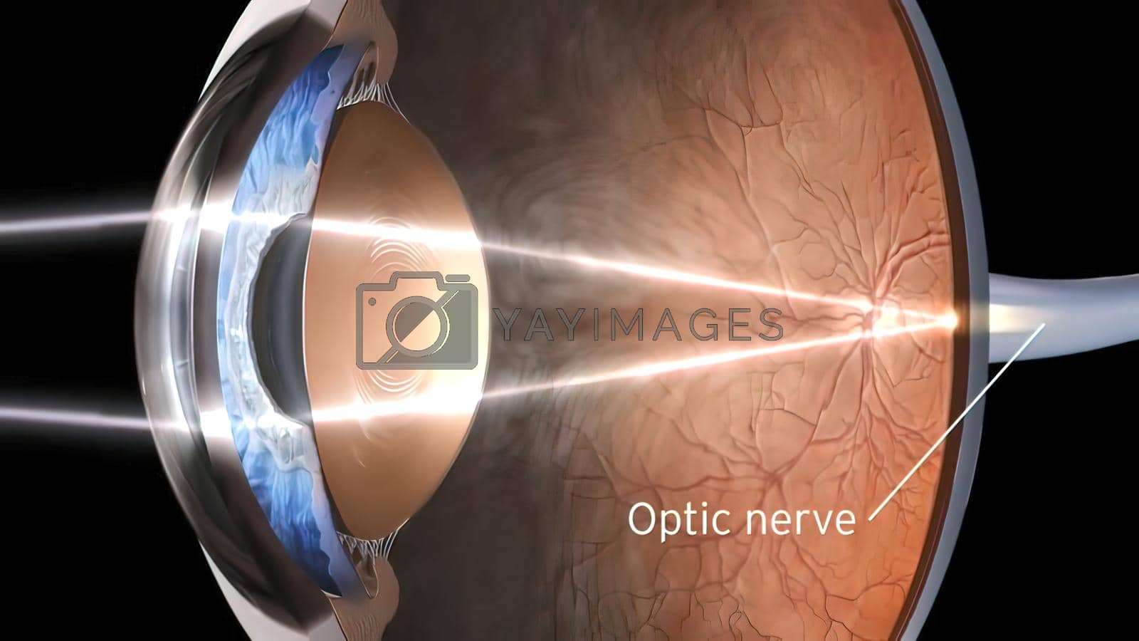 Eye Anatomy Wallpapers - Top Free Eye Anatomy Backgrounds - WallpaperAccess