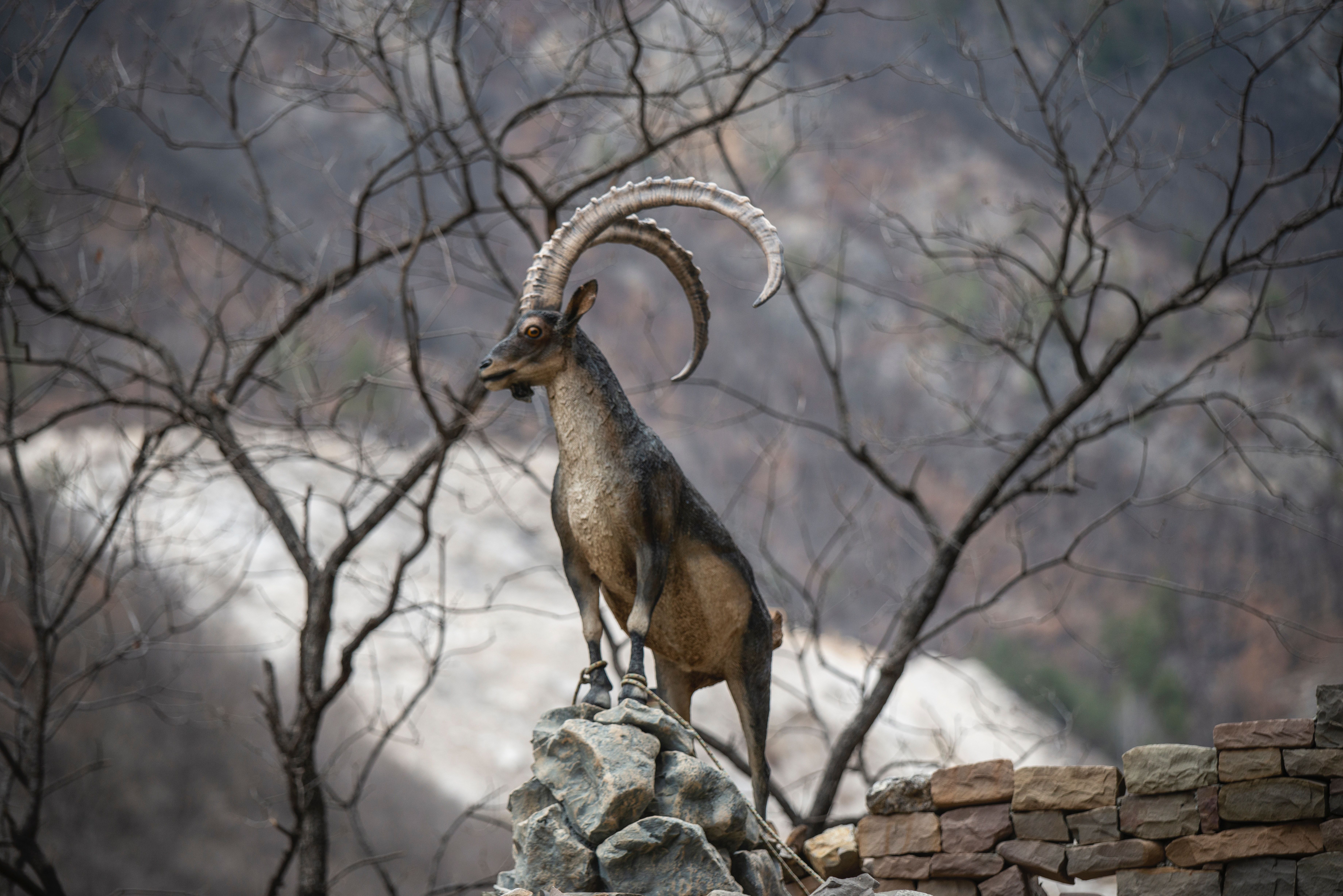 Ibex Wallpapers - Top Free Ibex Backgrounds - WallpaperAccess
