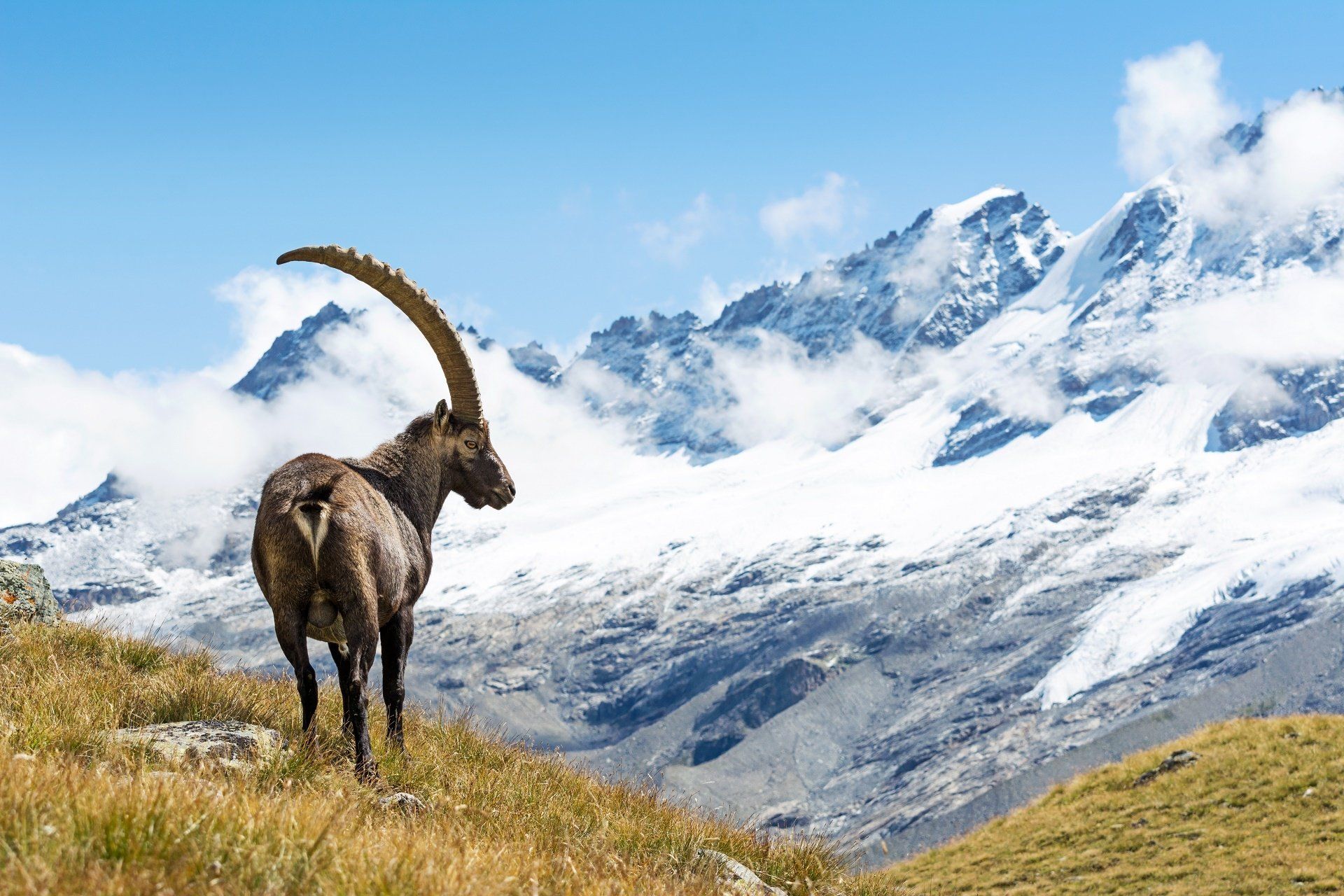 Ibex Wallpapers - Top Free Ibex Backgrounds - WallpaperAccess