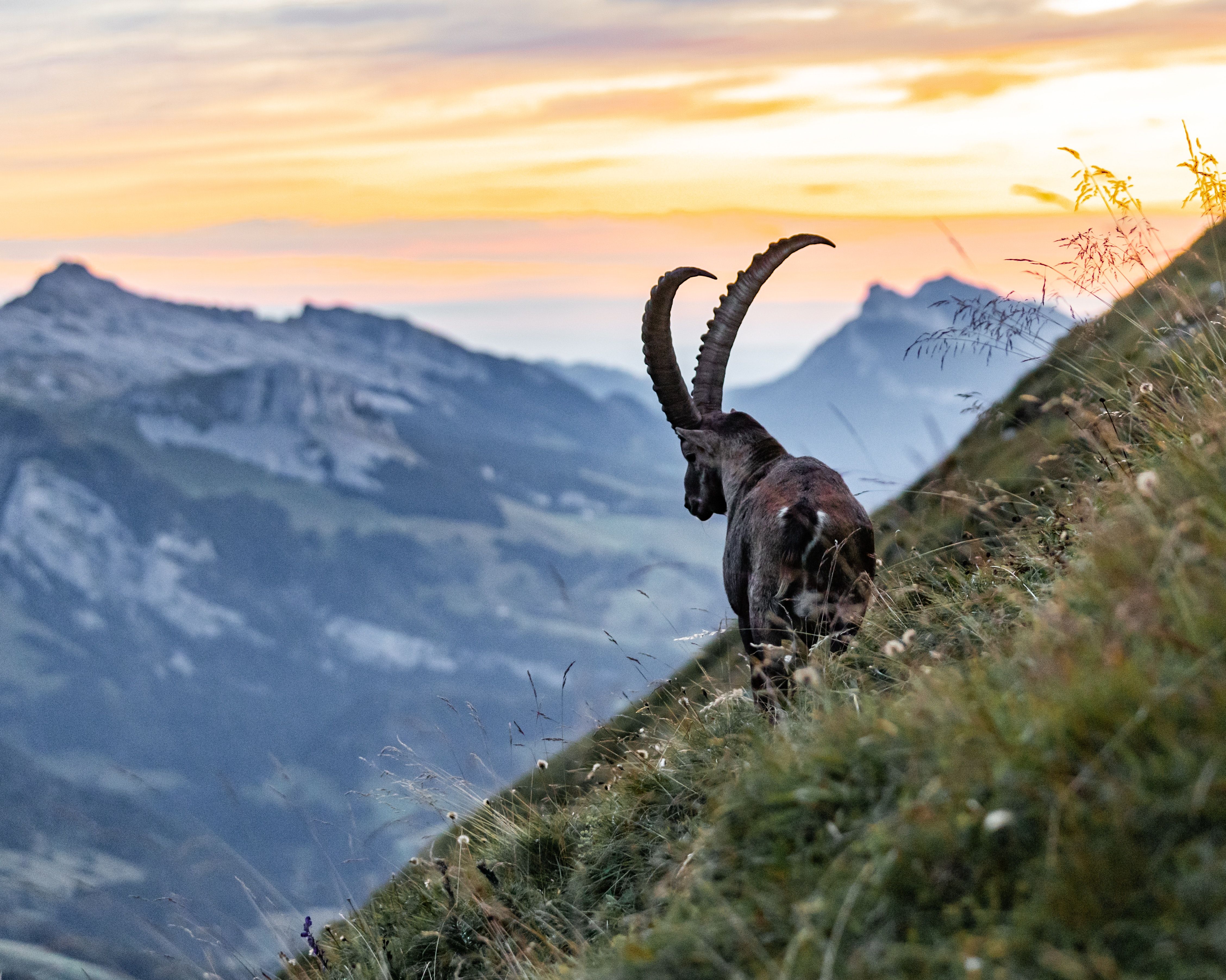 Ibex Wallpapers - Top Free Ibex Backgrounds - WallpaperAccess