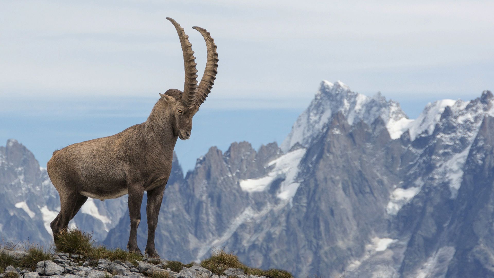 Ibex Wallpapers - Top Free Ibex Backgrounds - WallpaperAccess