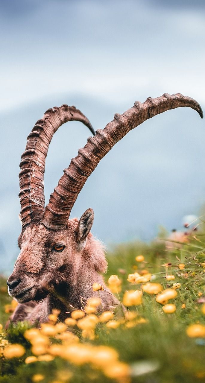 Ibex Wallpapers - Top Free Ibex Backgrounds - WallpaperAccess