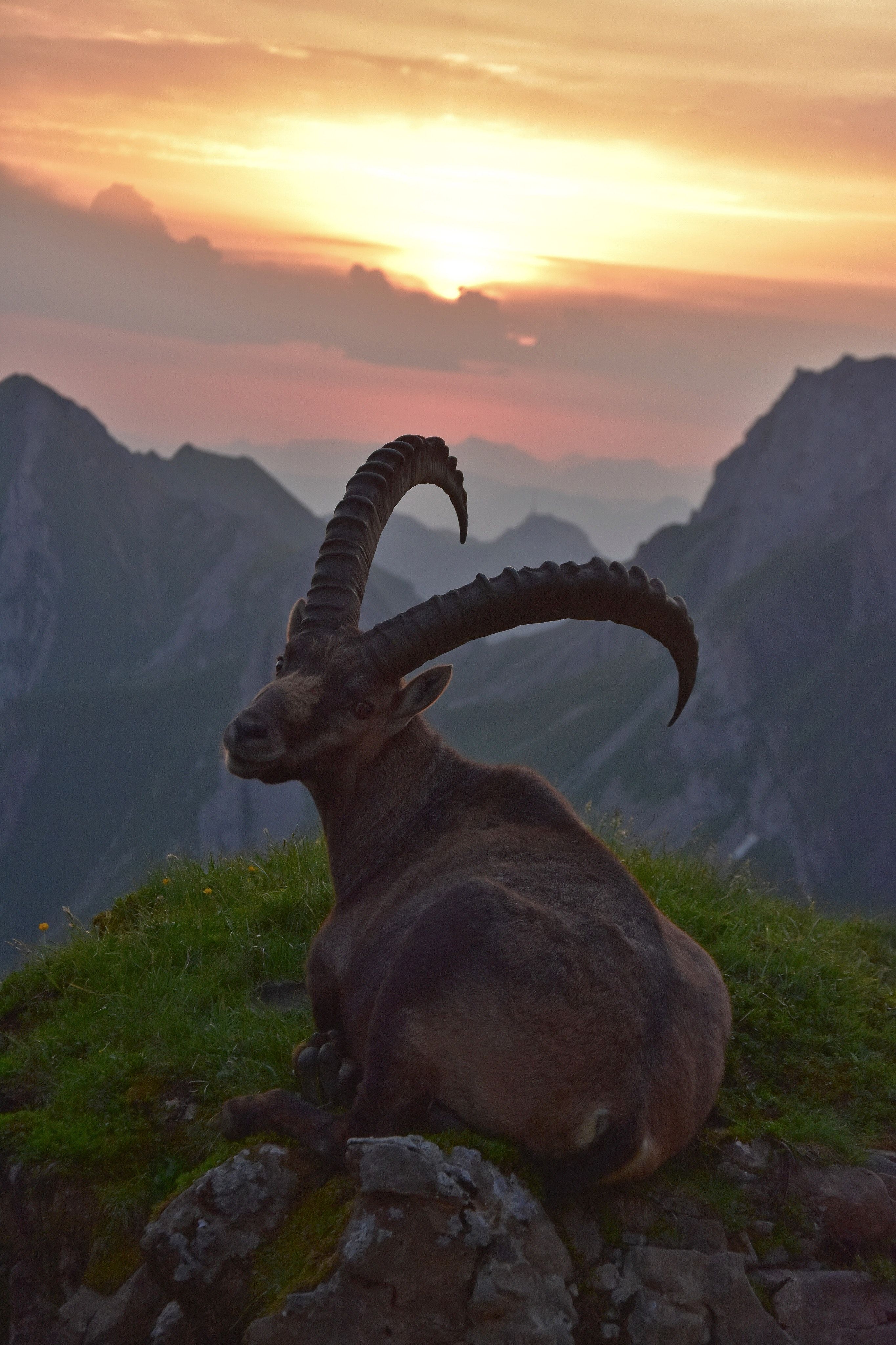 Ibex Wallpapers - Top Free Ibex Backgrounds - WallpaperAccess Ibex Wallpapers - Top Free Ibex Backgrounds - WallpaperAccess